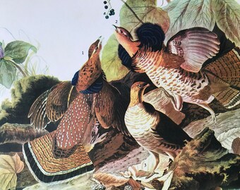 Ruffed Grouse Print | Etsy