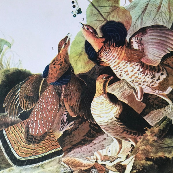 Audubon Bird Print - Etsy