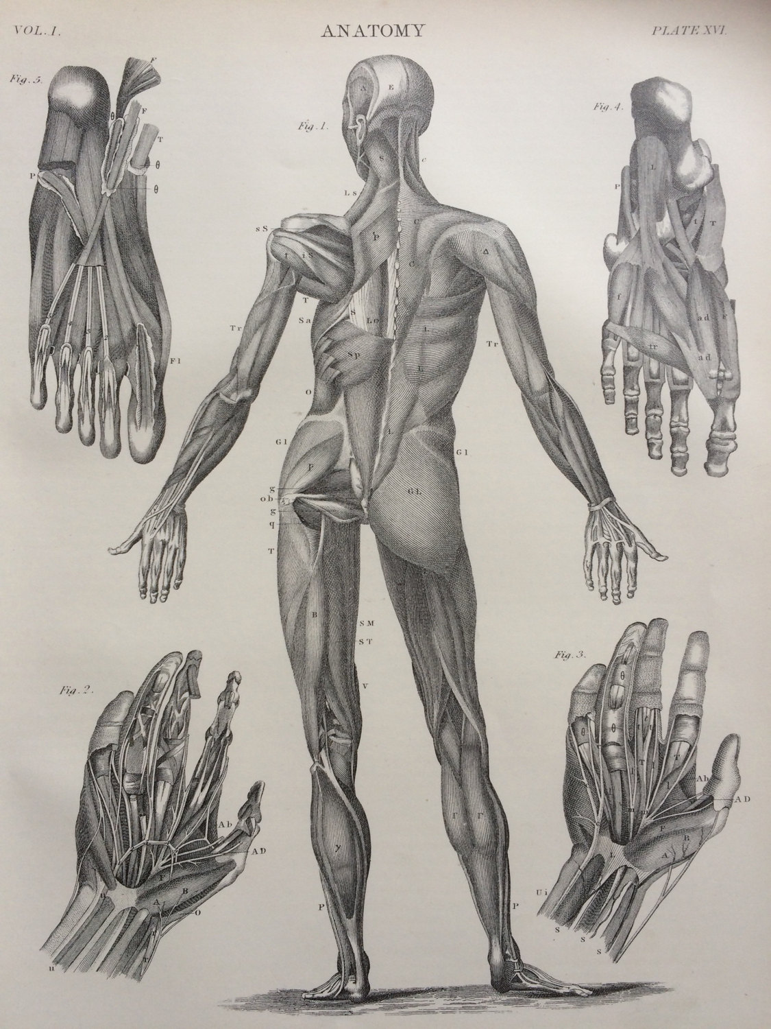 1875 Anatomical Original Antique Steel Engraving Print - Muscles ...