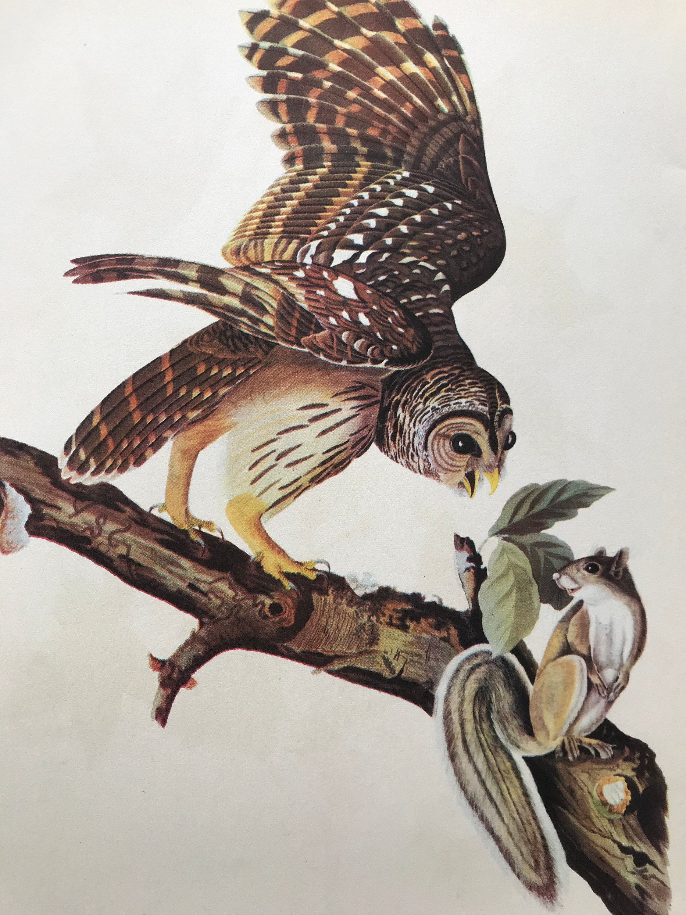 1937 Barred Owl Original Vintage Audubon Print - Mounted and Matted ...