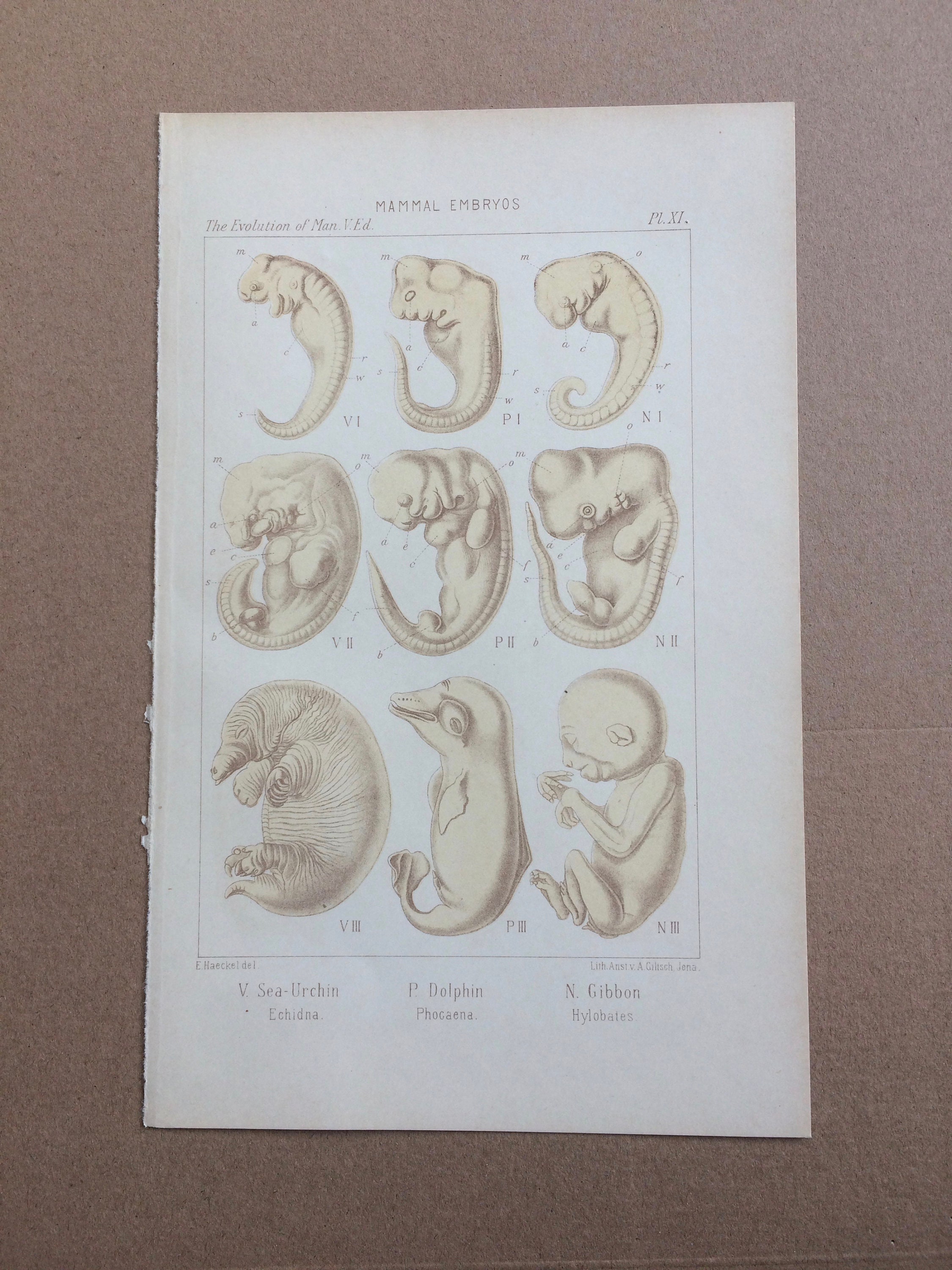 1905 Mammal Embryos - Sea Urchin, Dolphin, Gibbon Original Antique ...