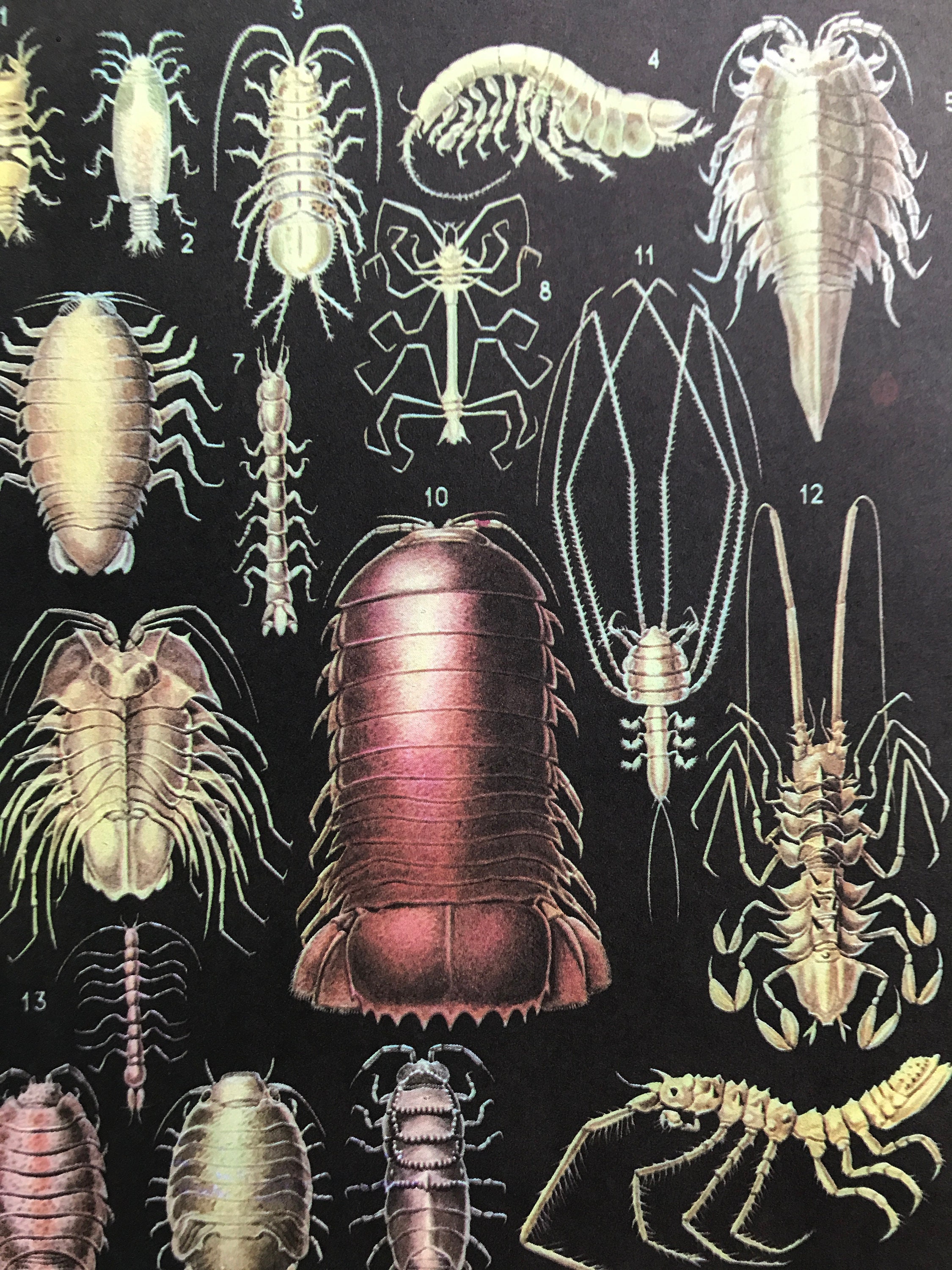 1988 Isopod Crustaceans Original Vintage Print - Ocean Wildlife ...