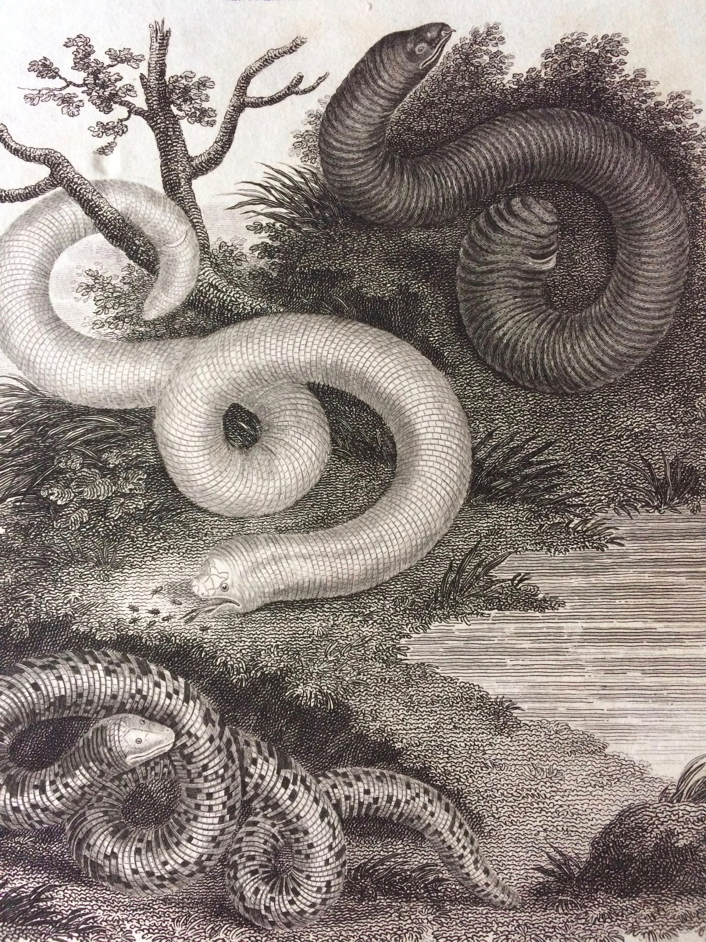 1819 Amphisbaena & Caecilian Original Antique Engraving - Mounted and ...