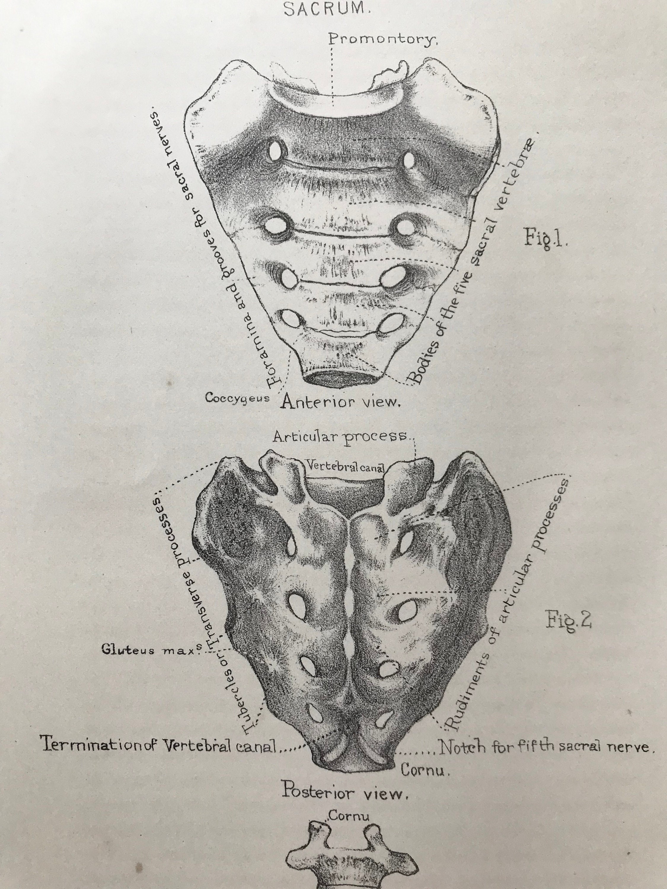 Cornua Of Coccyx Bone
