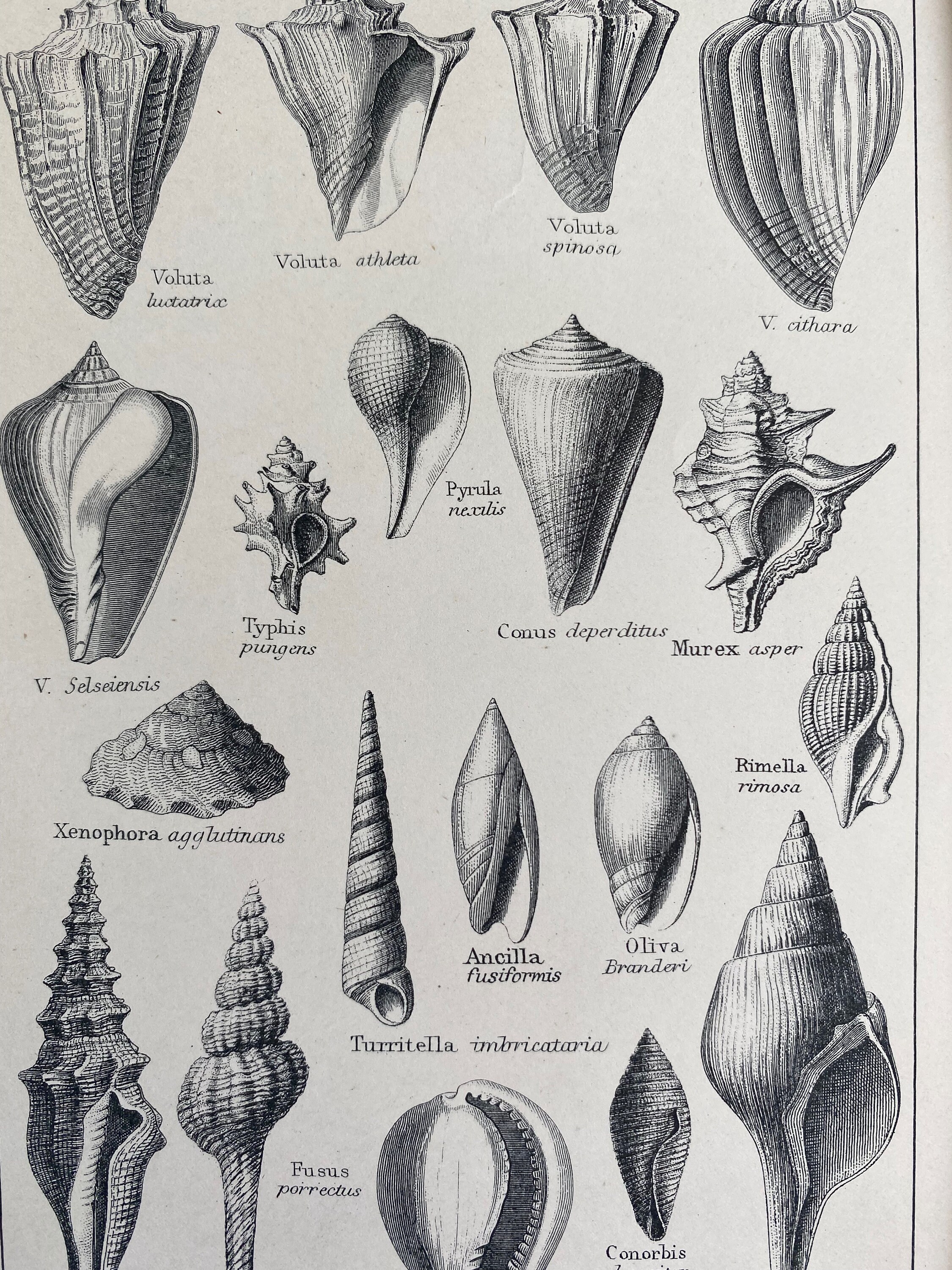 1913 Upper Eocene Fossils - Barton, Bracklesham & Bagshot Beds Original ...