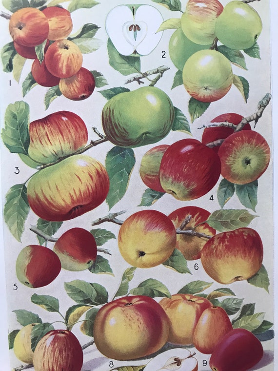 1940s Apple Varieties Original Vintage Print Fruit Kitchen | Etsy