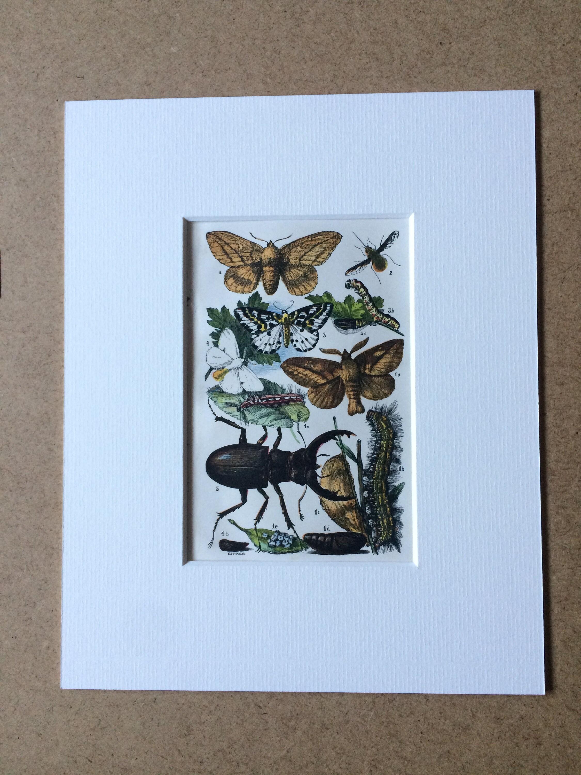 Butterfly Entomology 1870 Original Antique Hand Coloured Engraving ...