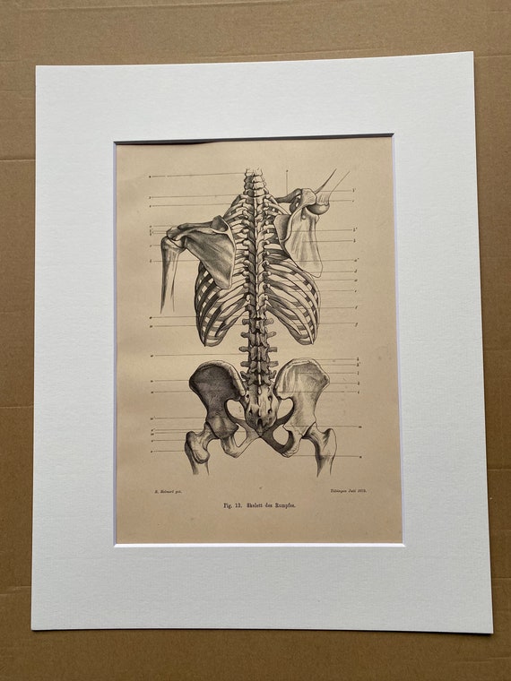 1890 Original Antique Anatomical Print Skeleton Bones | Etsy