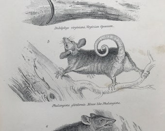 Spiny Bandicoot - Etsy