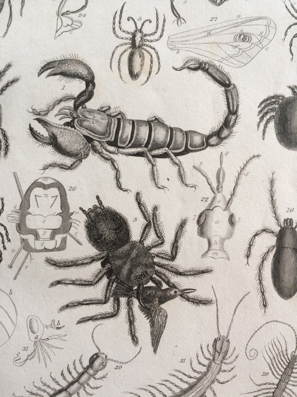 1852 Original Antique Engraving - Arachnides & Myriapoda - Scorpion ...