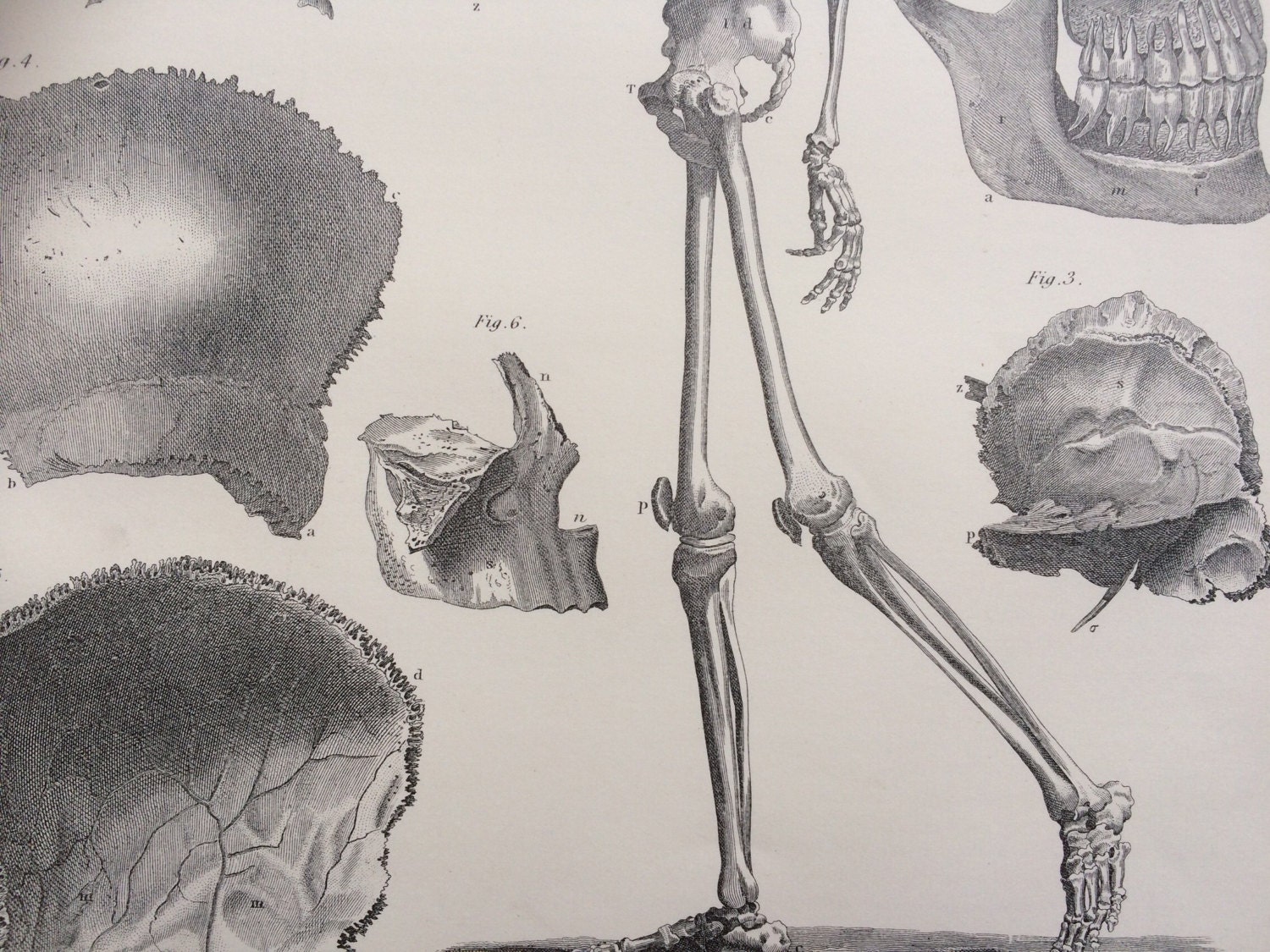 1875 Anatomical Original Antique Steel Engraving - Skeleton - Skull ...