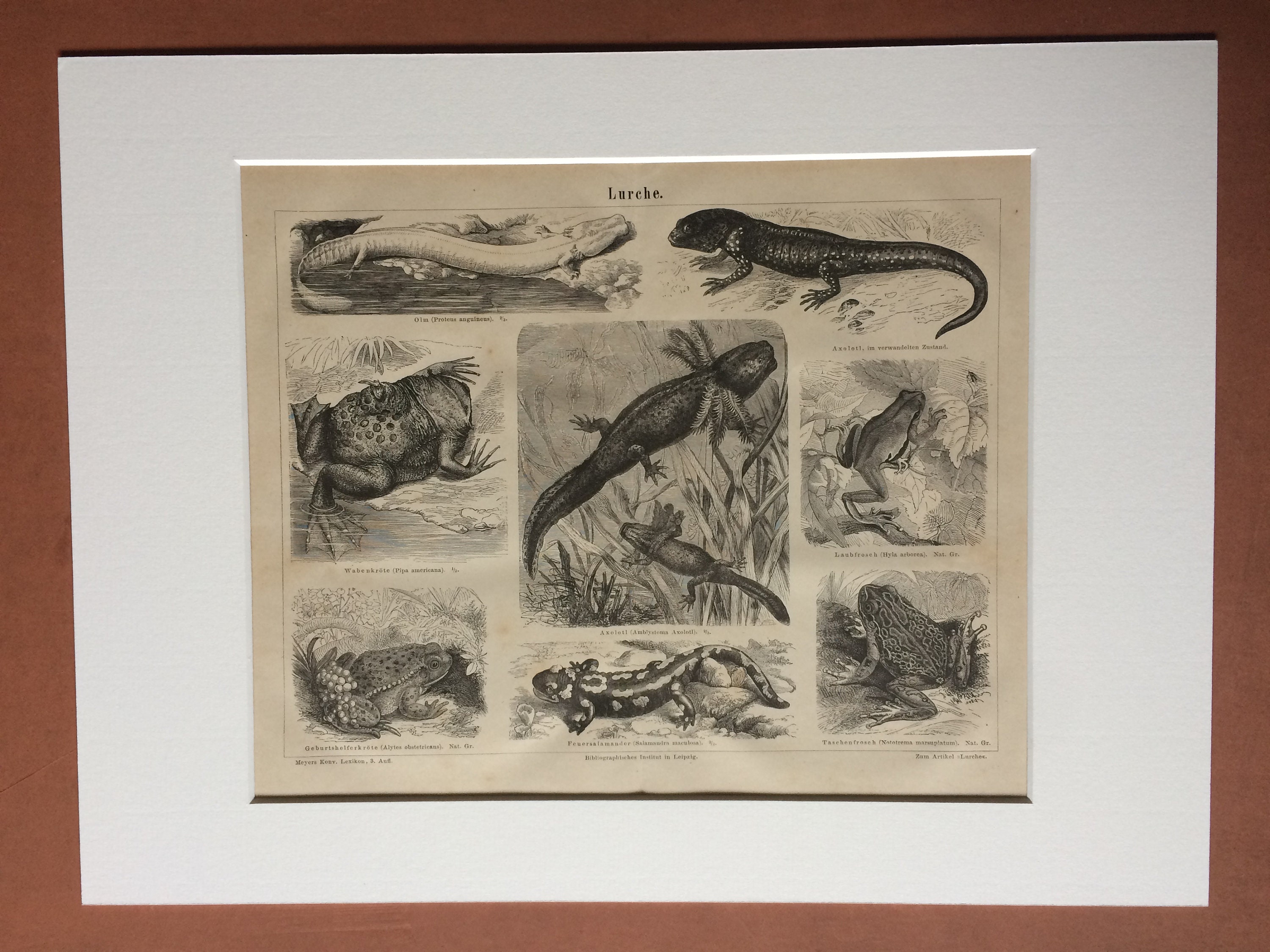 1877 Amphibians Original Antique Print - Available Framed - Lizard ...
