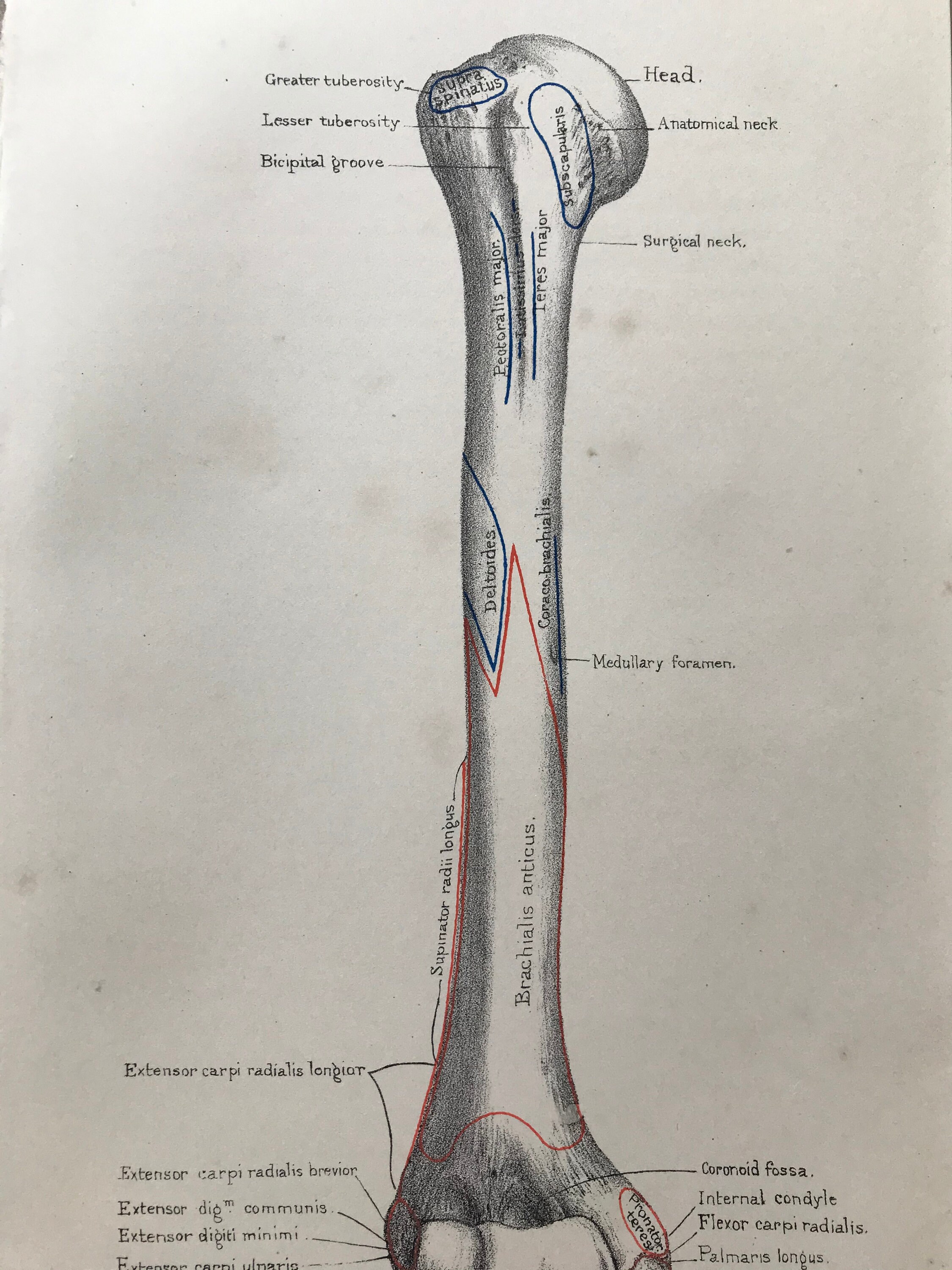 1882 Humerus - Anterior View Original Antique Print - Medical Decor ...