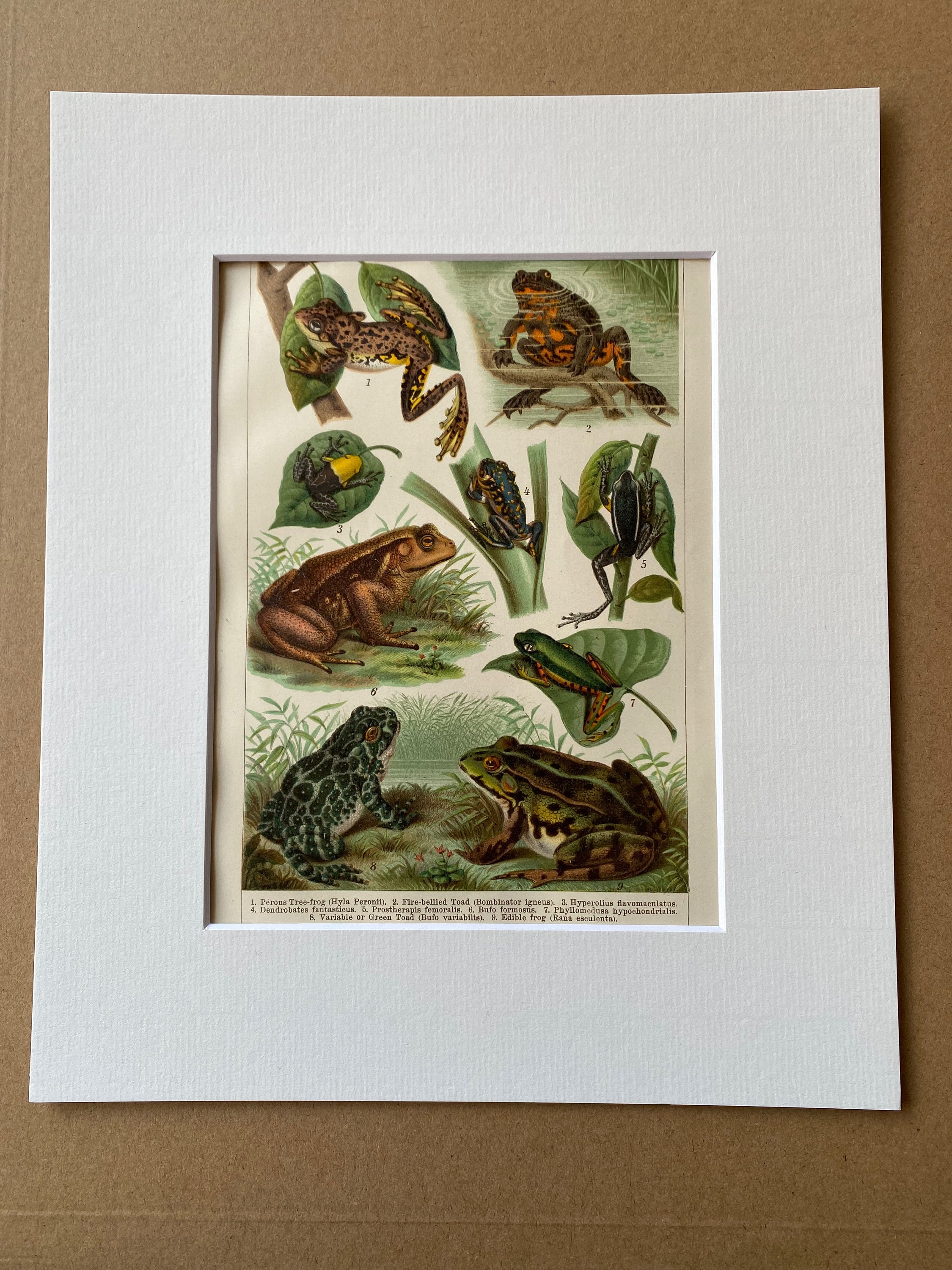1904 Frogs and Toads Original Antique Print - Available Mounted, Matted ...