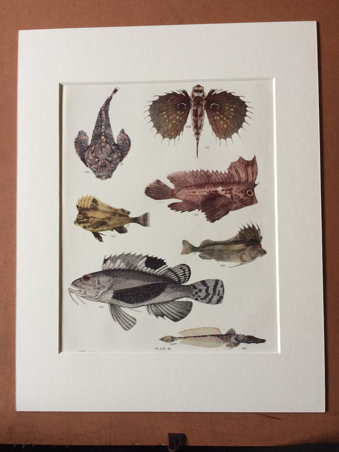 1950 Original Vintage Fish Print - Mounted and Matted - Available ...