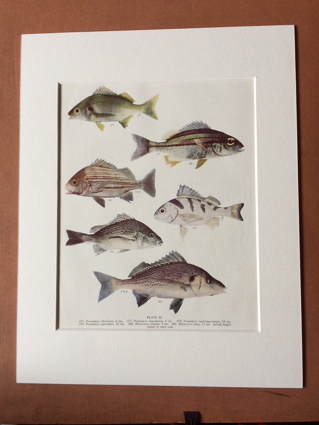 1950 Original Vintage Fish Print - Mounted and Matted - Available ...