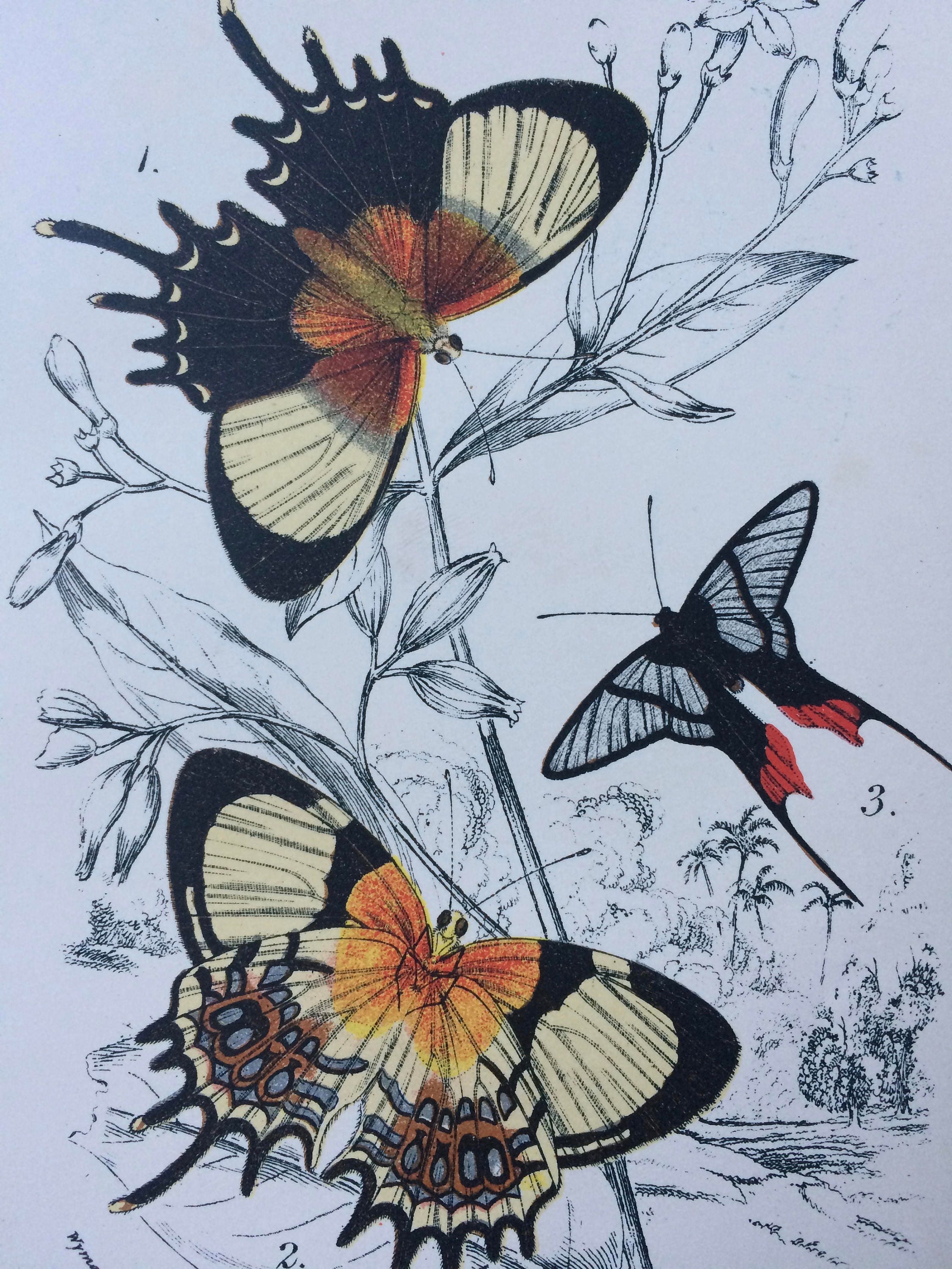 1896 Original Antique Lithograph - Moth - Butterfly - Insect Art ...