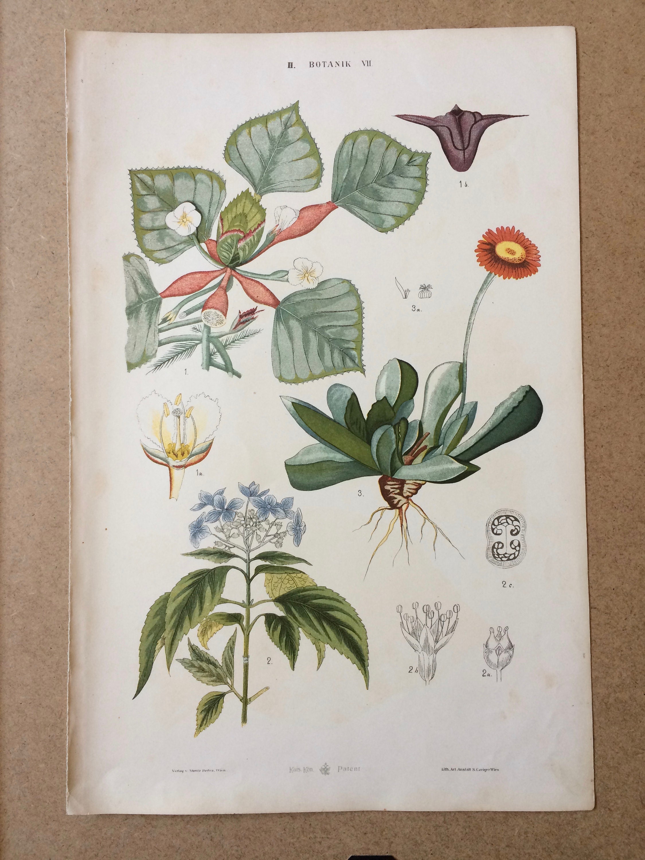 1885 Large Original Antique Lithograph - Botanical Art - Botany ...