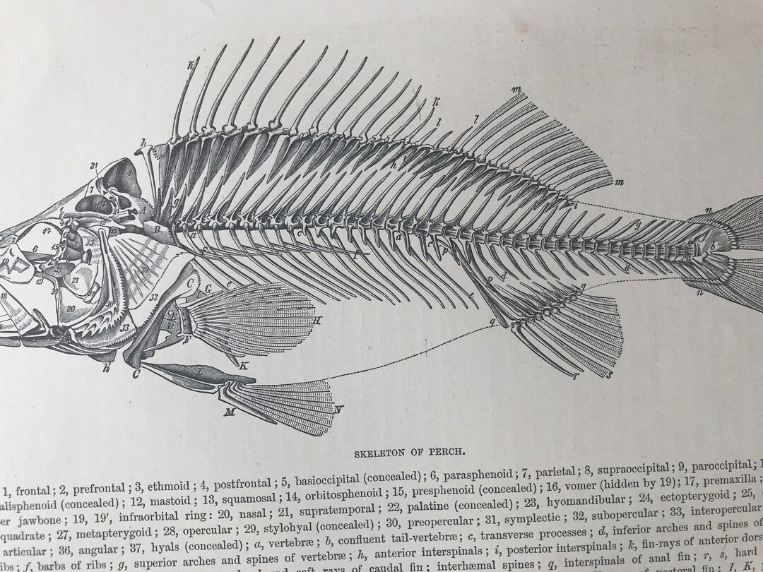 1893 Perch Skeleton Original Antique Print Marine Species - Etsy UK