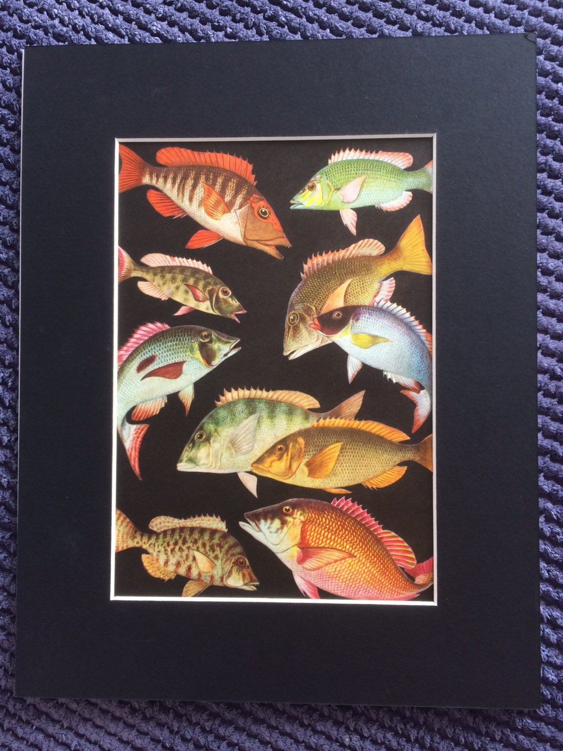 1968 Colourful Vintage Fish Print - Tropical Fish - matted and ready to ...