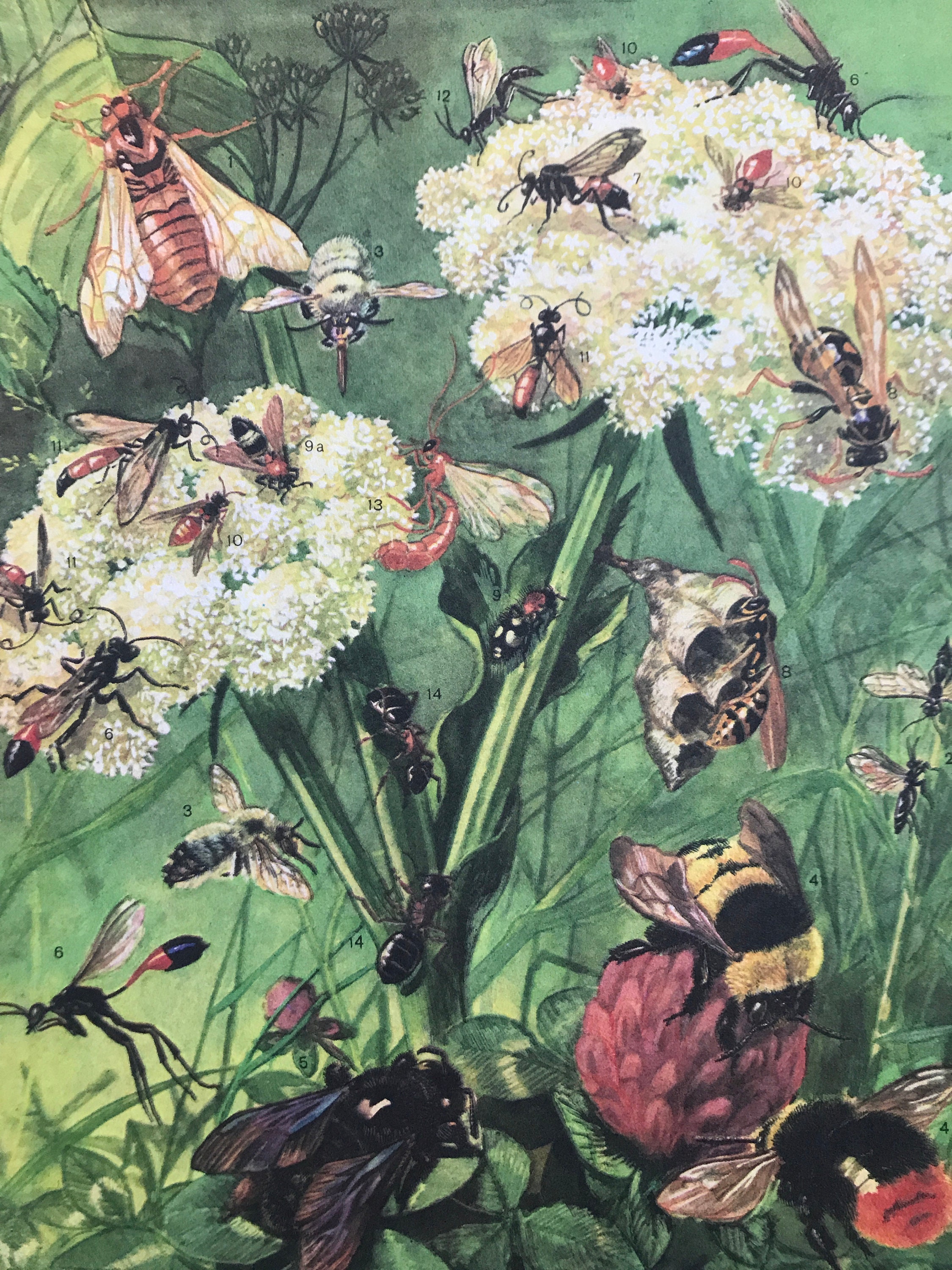 1984 Hymenoptera Original Vintage Print - Bumblebee - Sawfly - Bee ...