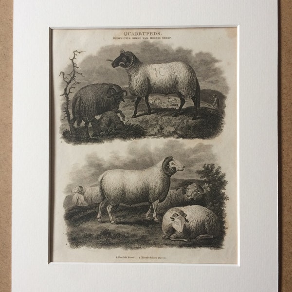 Antique Sheep Print - Etsy