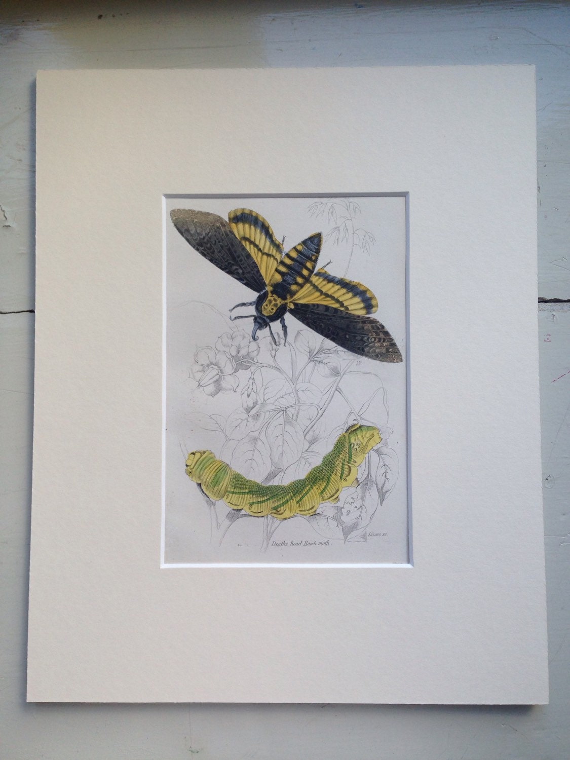 1860 DEATHS HEAD HAWK moth print, colour, original, vintage, entomology ...