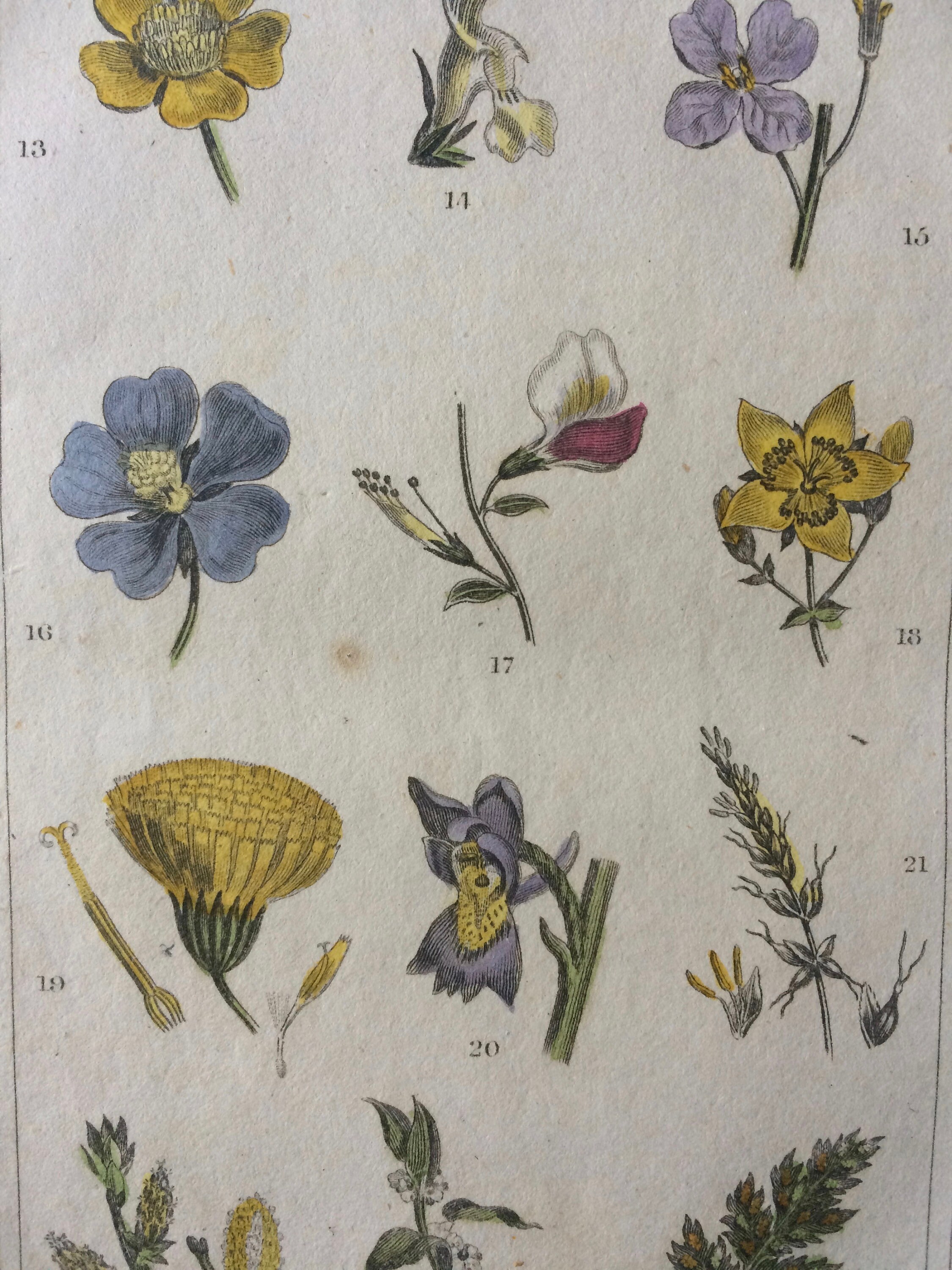 1821 Original Antique Hand-Coloured Engraving - Botany - Antique ...