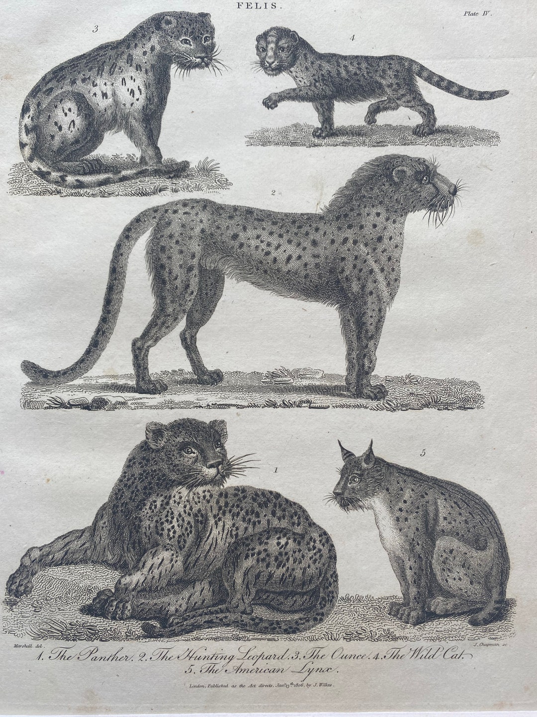 1810 Panther, Hunting Leopard, Ounce, Wild Cat, American Lynx Original ...