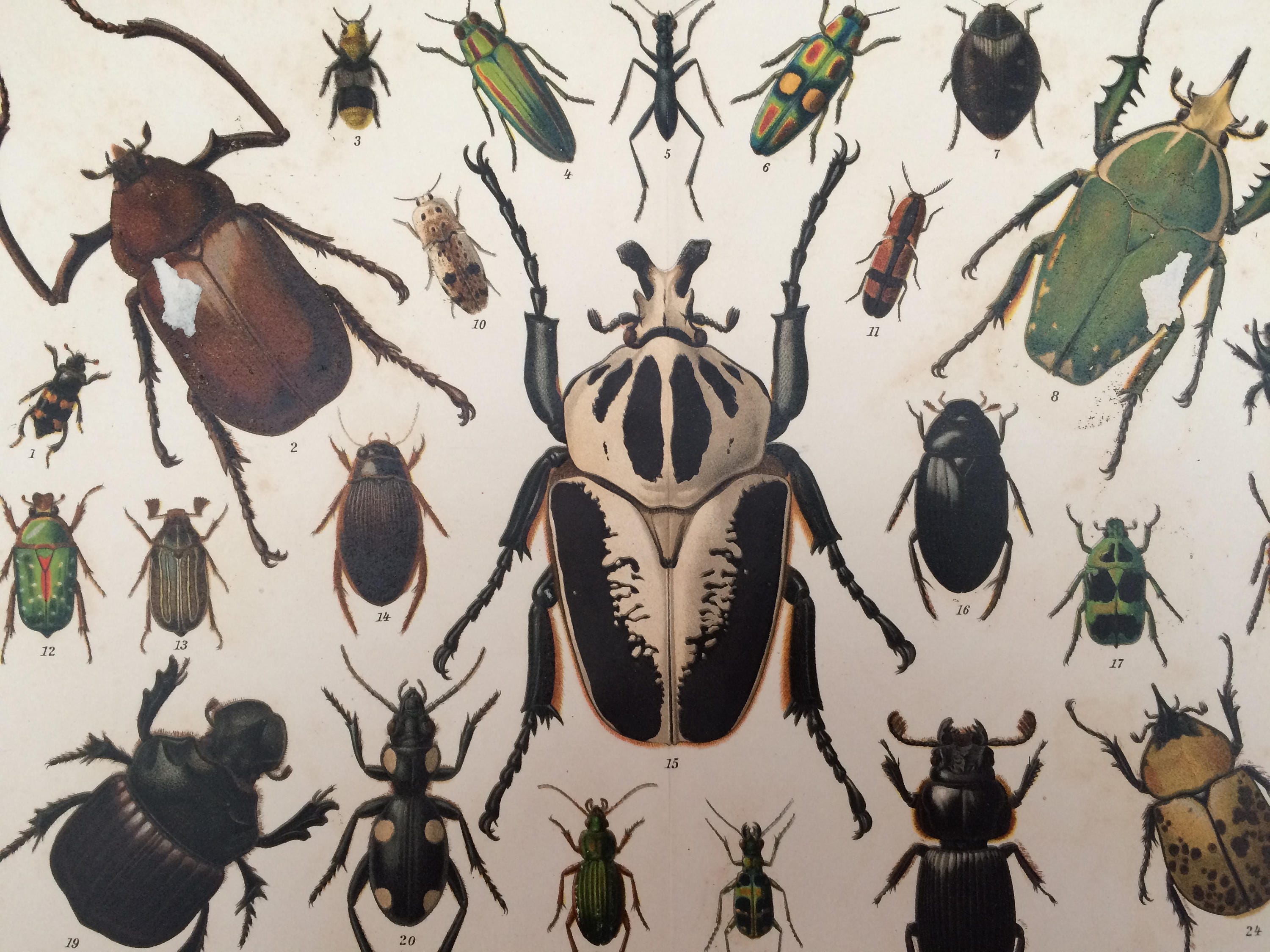 1904 Original Antique Lithograph - Beetles - Entomology - Insect Art ...