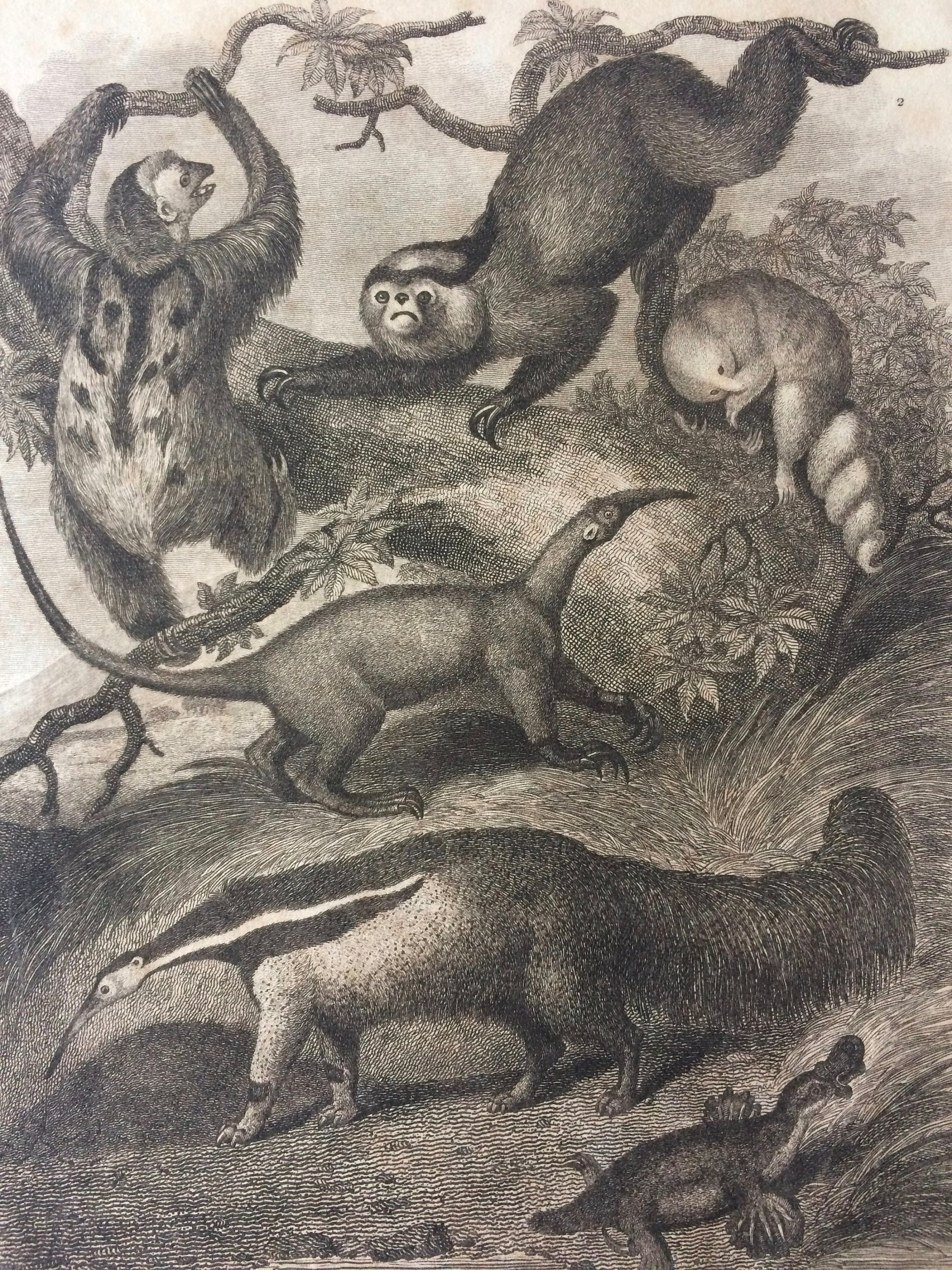 1819 Sloth, Anteater and Duck Billed Platypus Original Antique ...