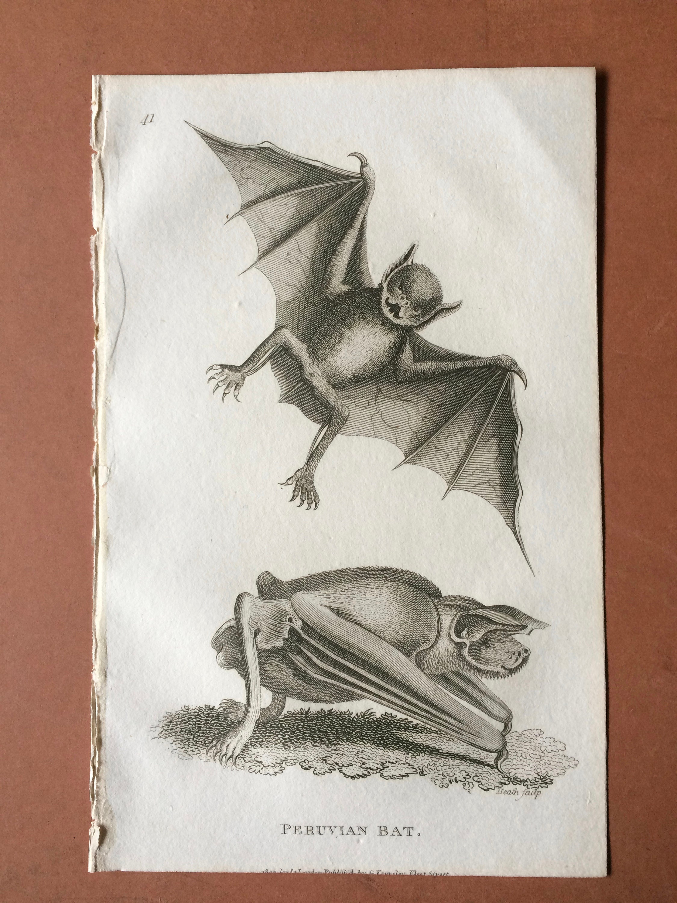 1800 Peruvian Bat Original Antique Engraving - Chiroptera - Zoology ...