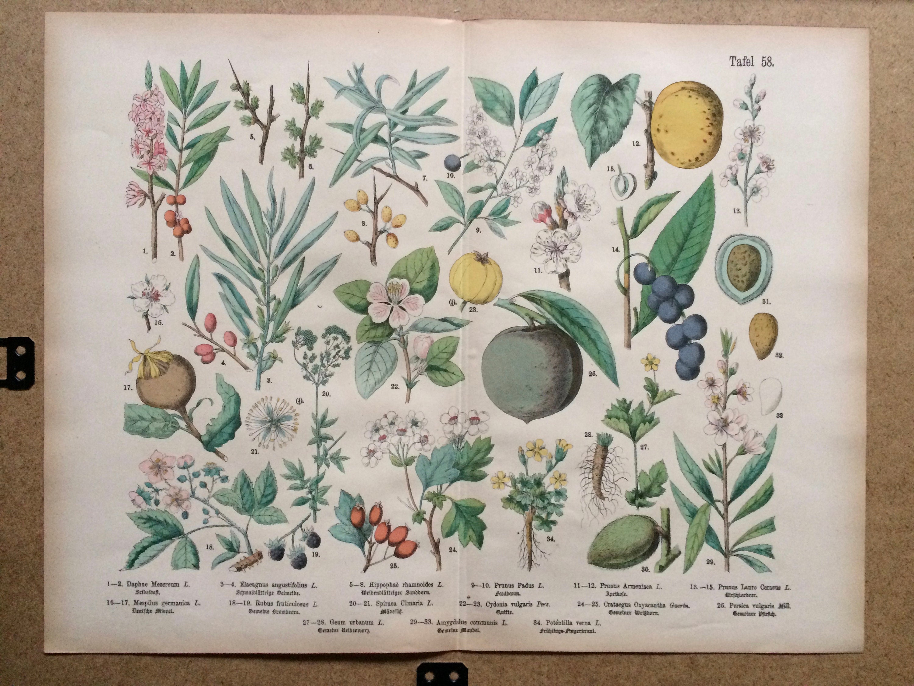 1890 Large Original Antique Botanical Lithograph - Botanical Print ...