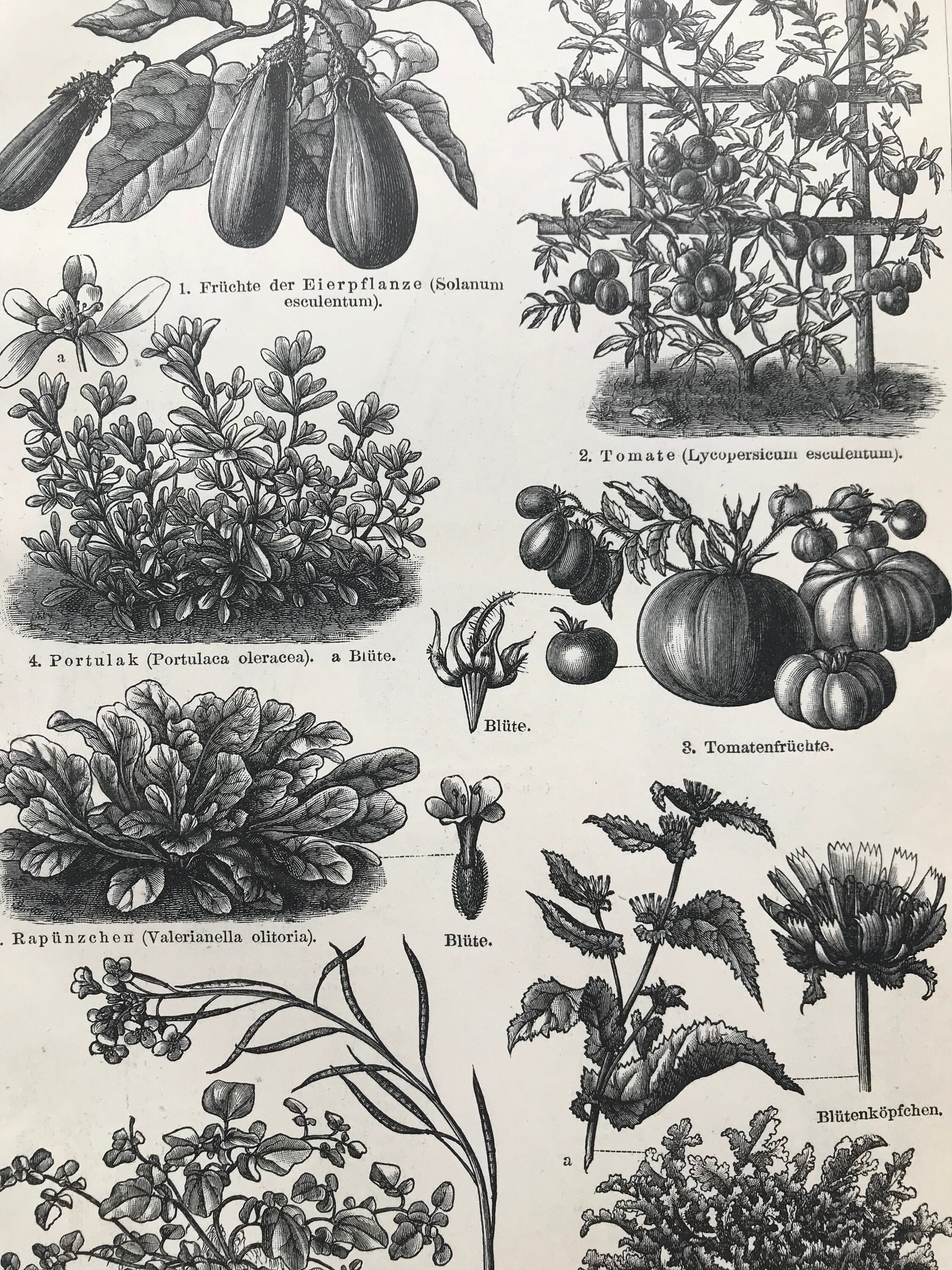 1896 Vegetables Original Antique Lithograph - Mounted and Matted ...