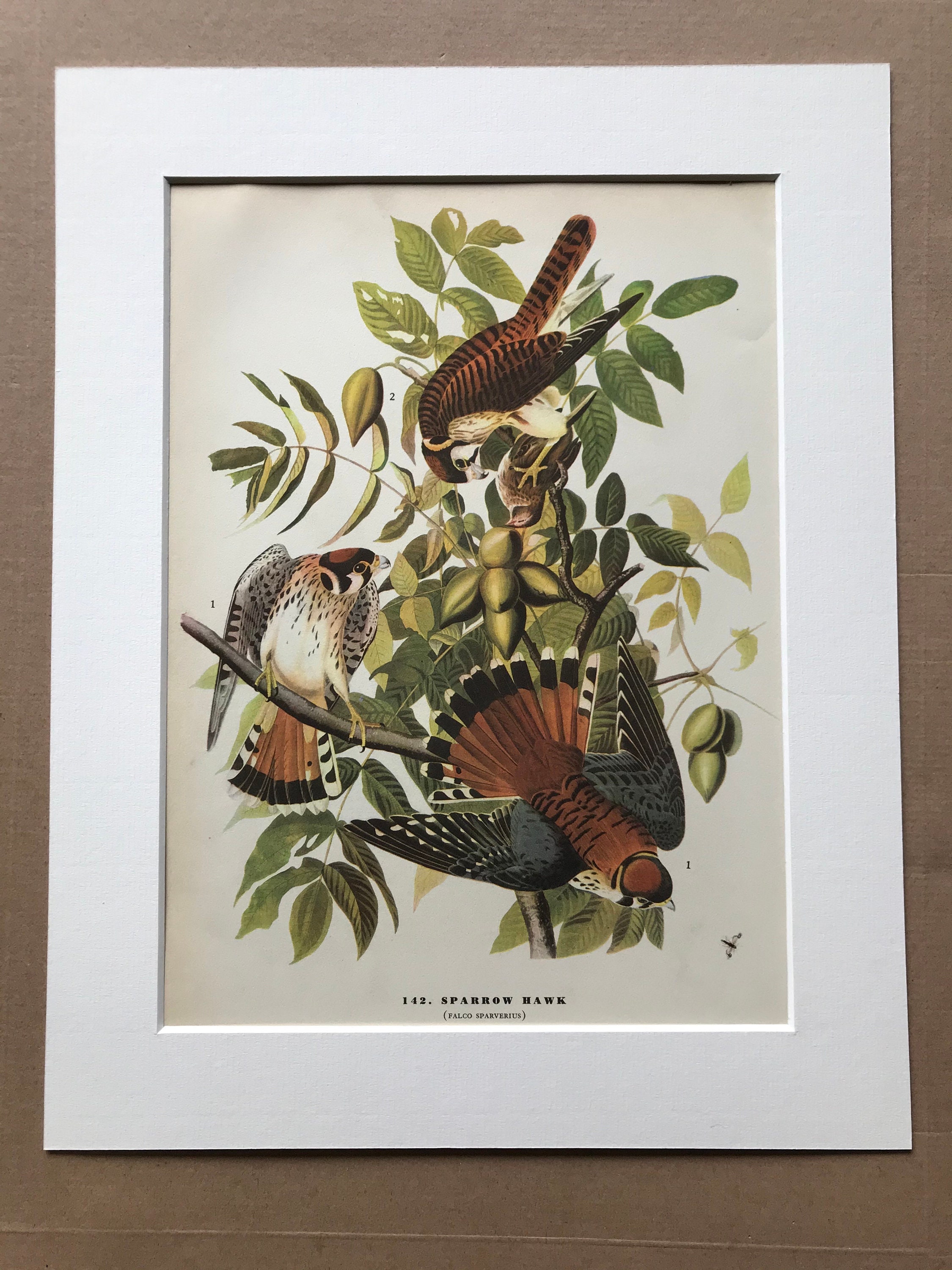 Vintage Sparrow Art