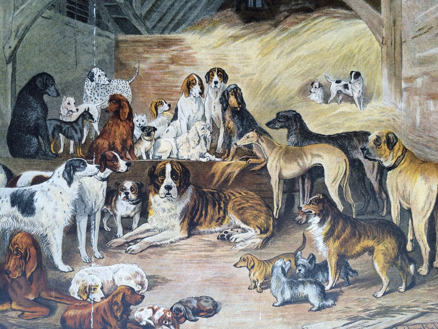 1883 DOGS Original Antique print - Canine Breeds - Vintage Wall Decor