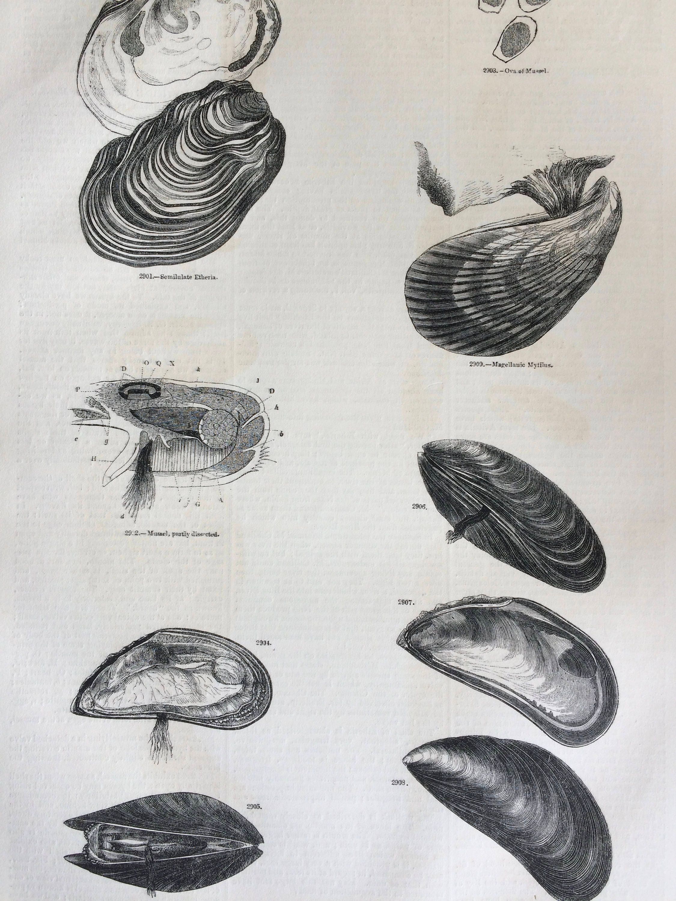 Art & Collectibles Marine Decor Home Decor 1856 Large Original Antique ...