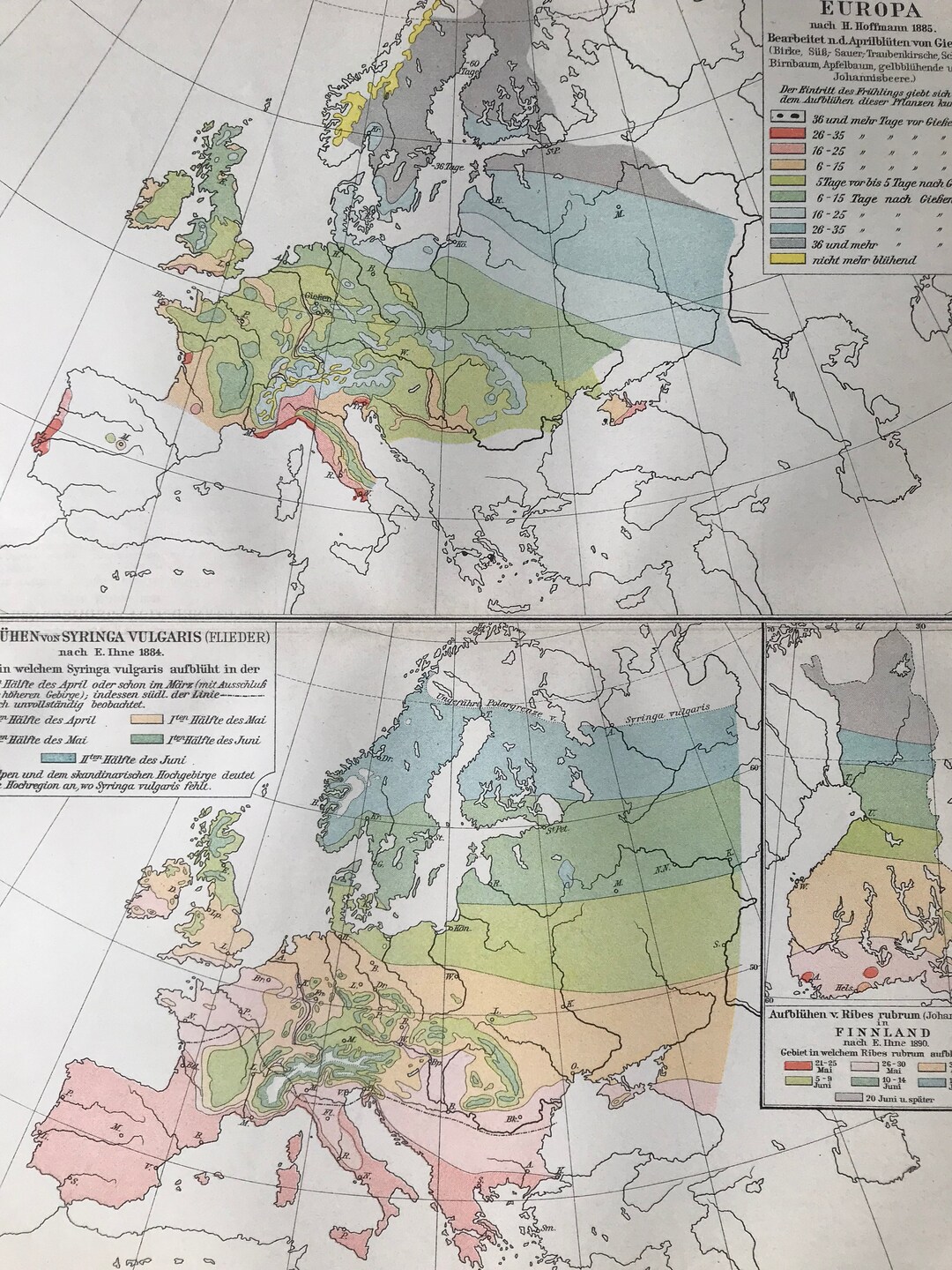 1896 Phenological Map of Europe Original Antique Map - Available Framed ...