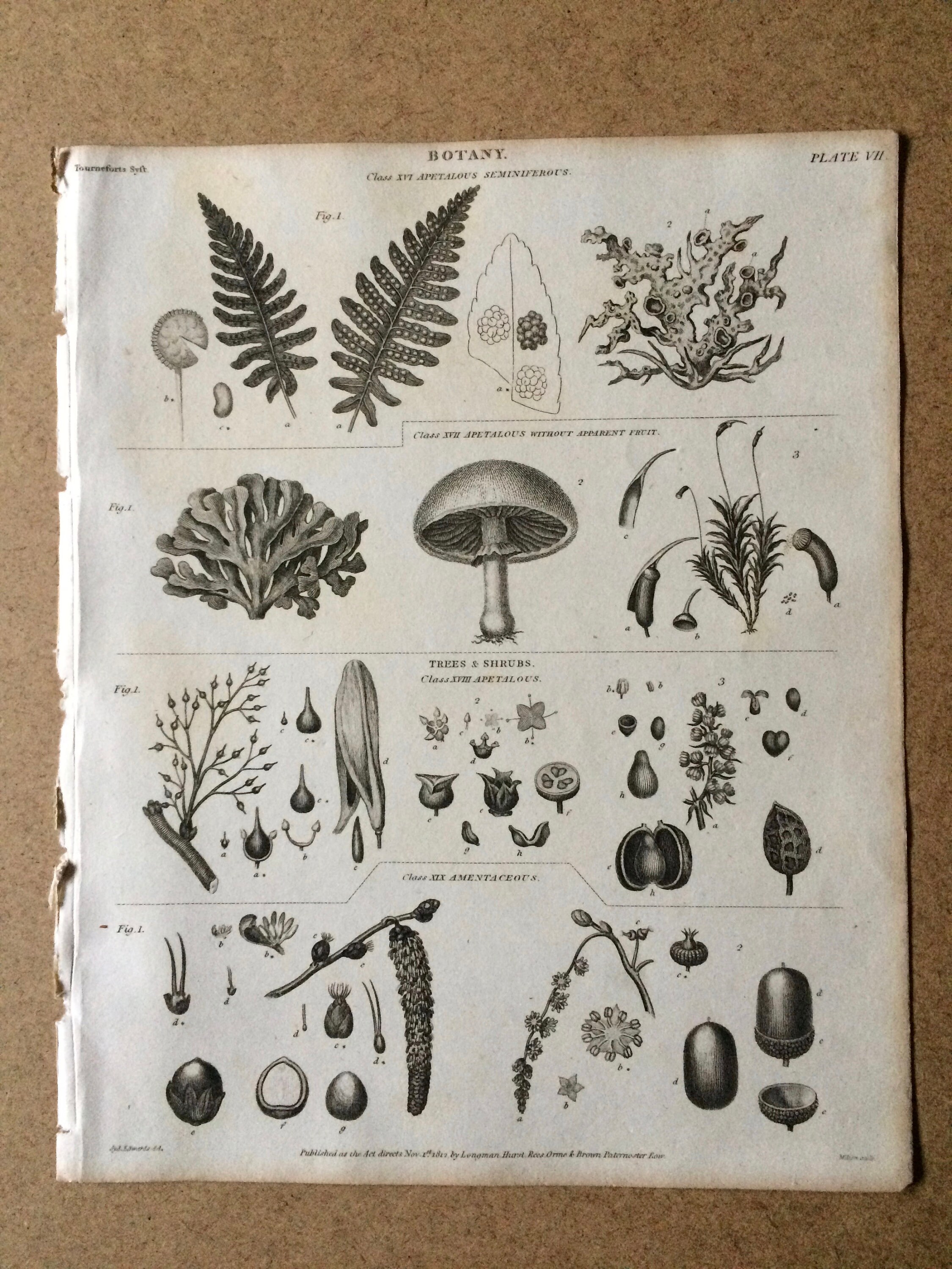 1819 Original Antique Botanical Engraving - Mounted and Matted ...