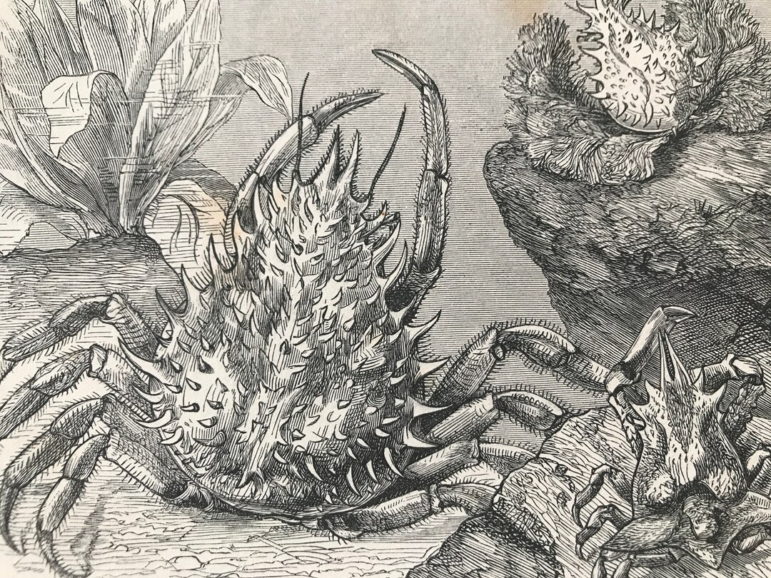 1863 Thornback Crab & Three-spined Spider Crab Original Antique Print ...