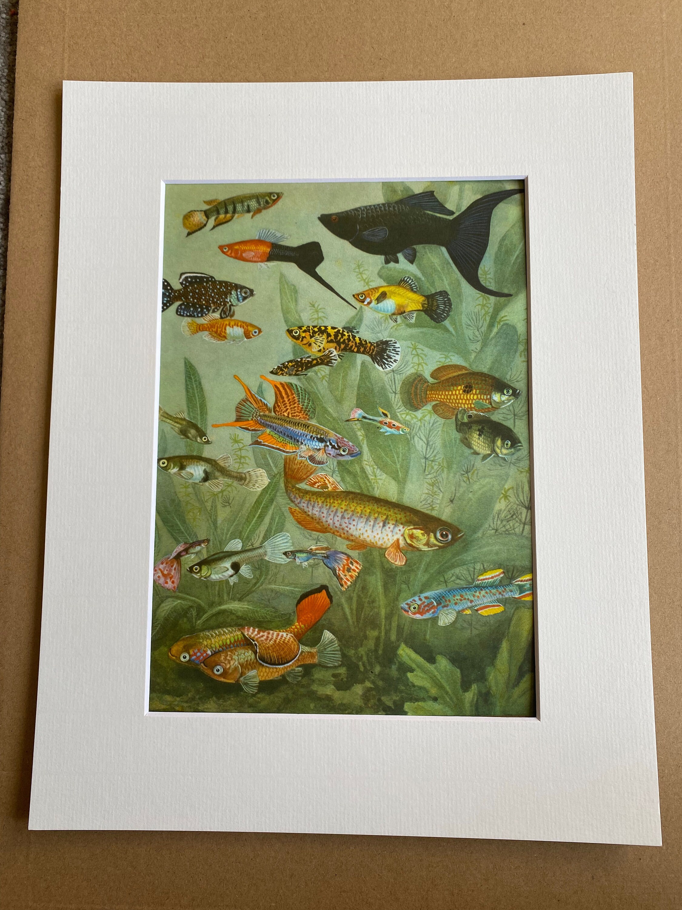 1968 Original Vintage Fish Print - Sailfin Molly - Green Swordtail ...
