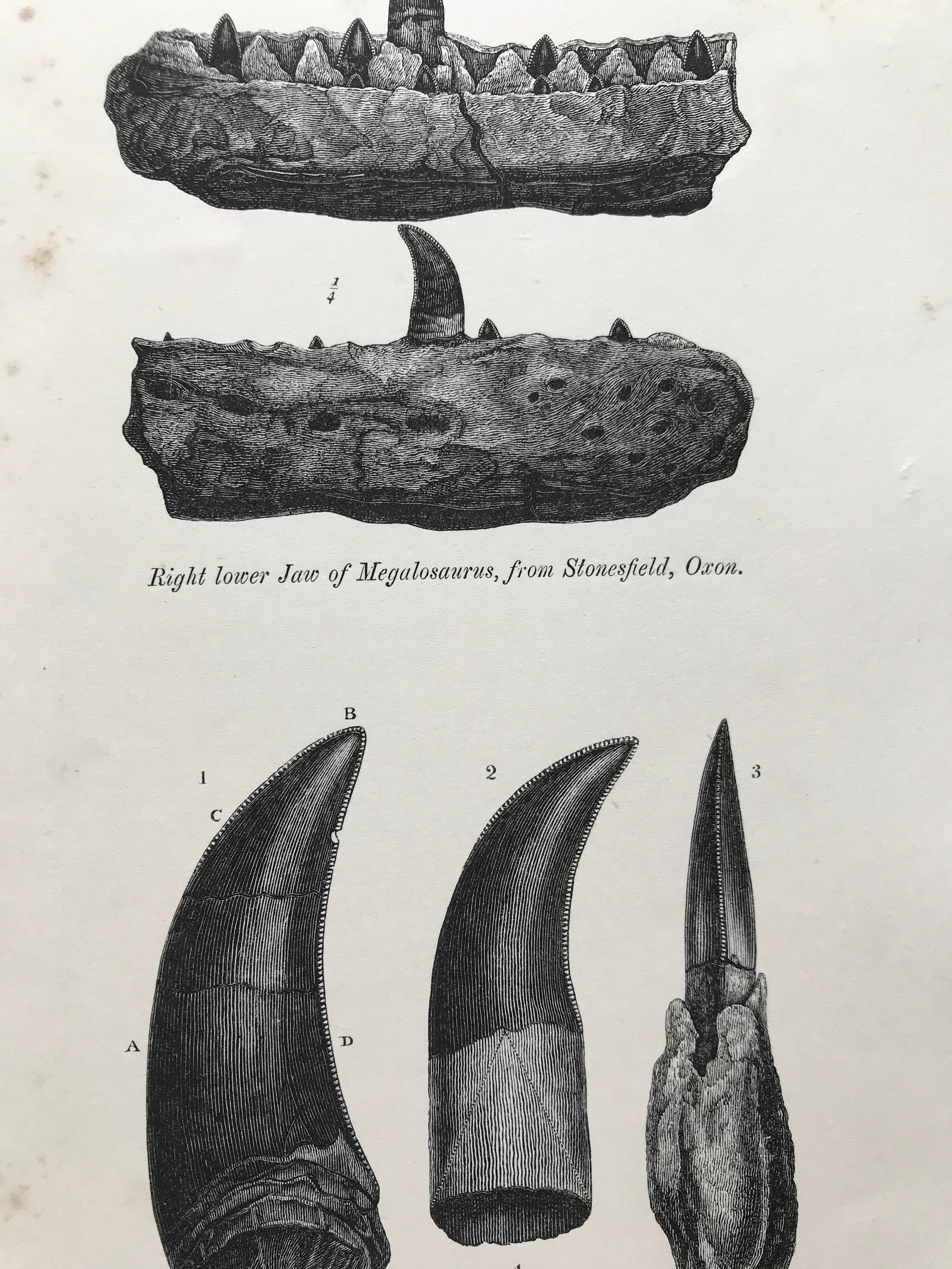 1858 Jaw and Teeth of Megalosaurus, from Stonesfield, Oxon Original ...