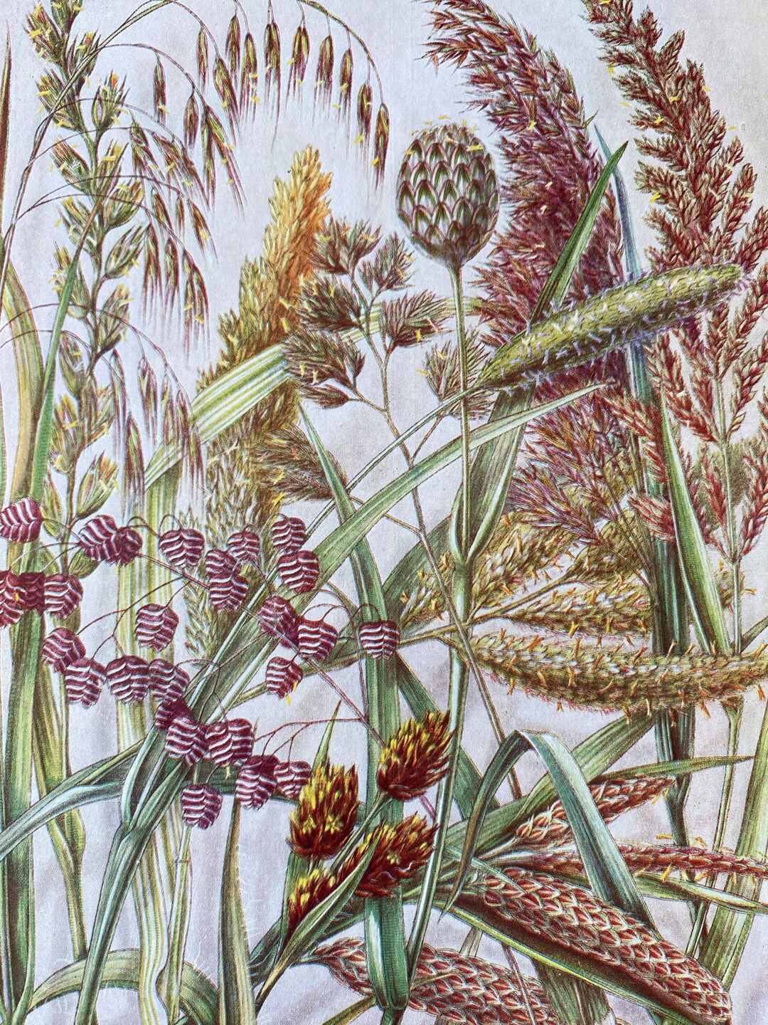 1940s British Grasses and Sedges Original Vintage Print Botanical Art ...