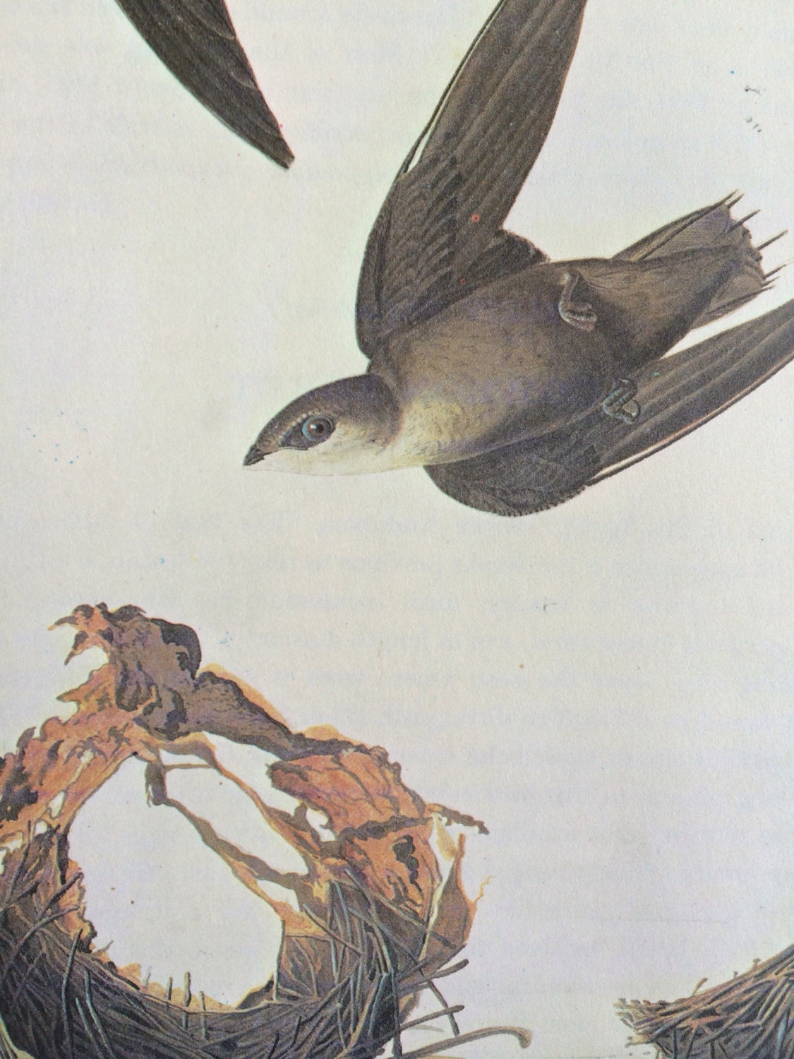 1966 CHIMNEY SWIFT Original Vintage Audubon Print, Matted and Ready to ...