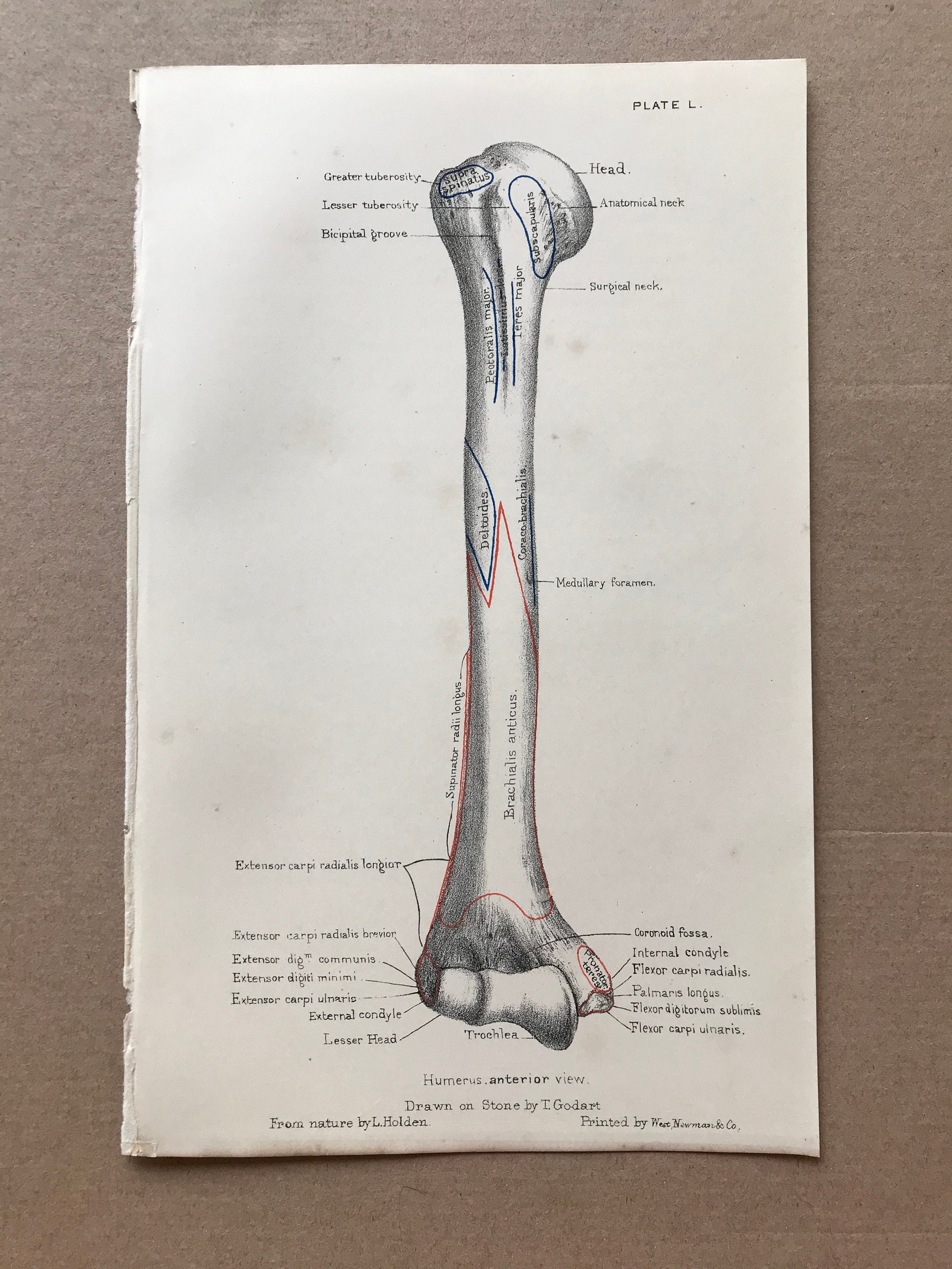 1882 Humerus - Anterior View Original Antique Print - Medical Decor ...