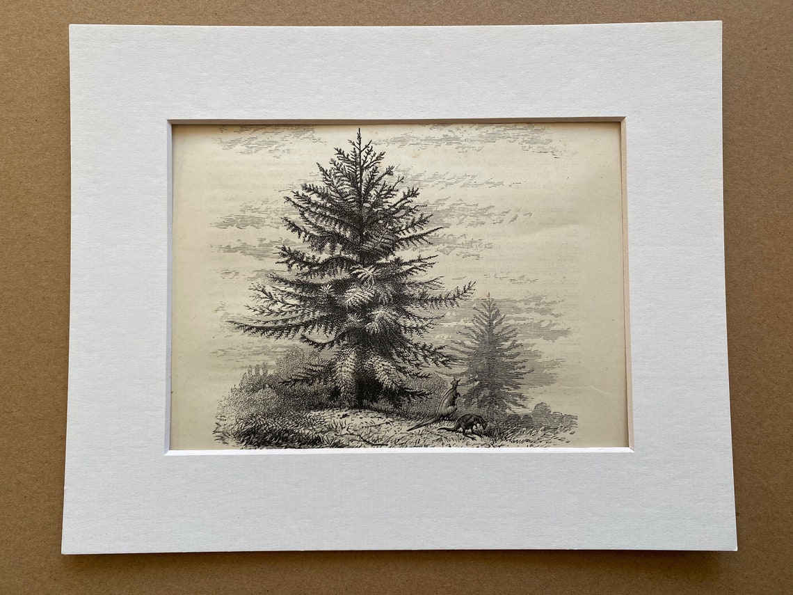1880 the Bunya-bunya Tree of Queensland Original Antique Print - Etsy