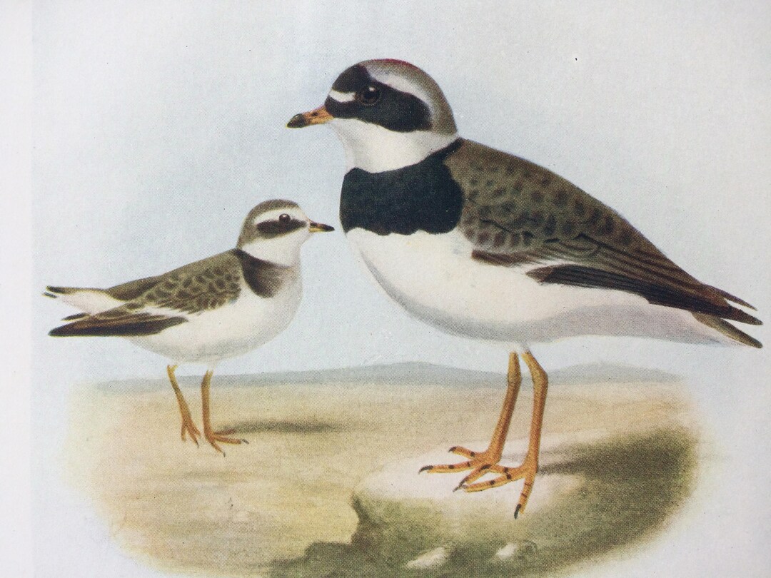 1907 Ringed Plover Original Antique Lithograph Ornithology - Etsy