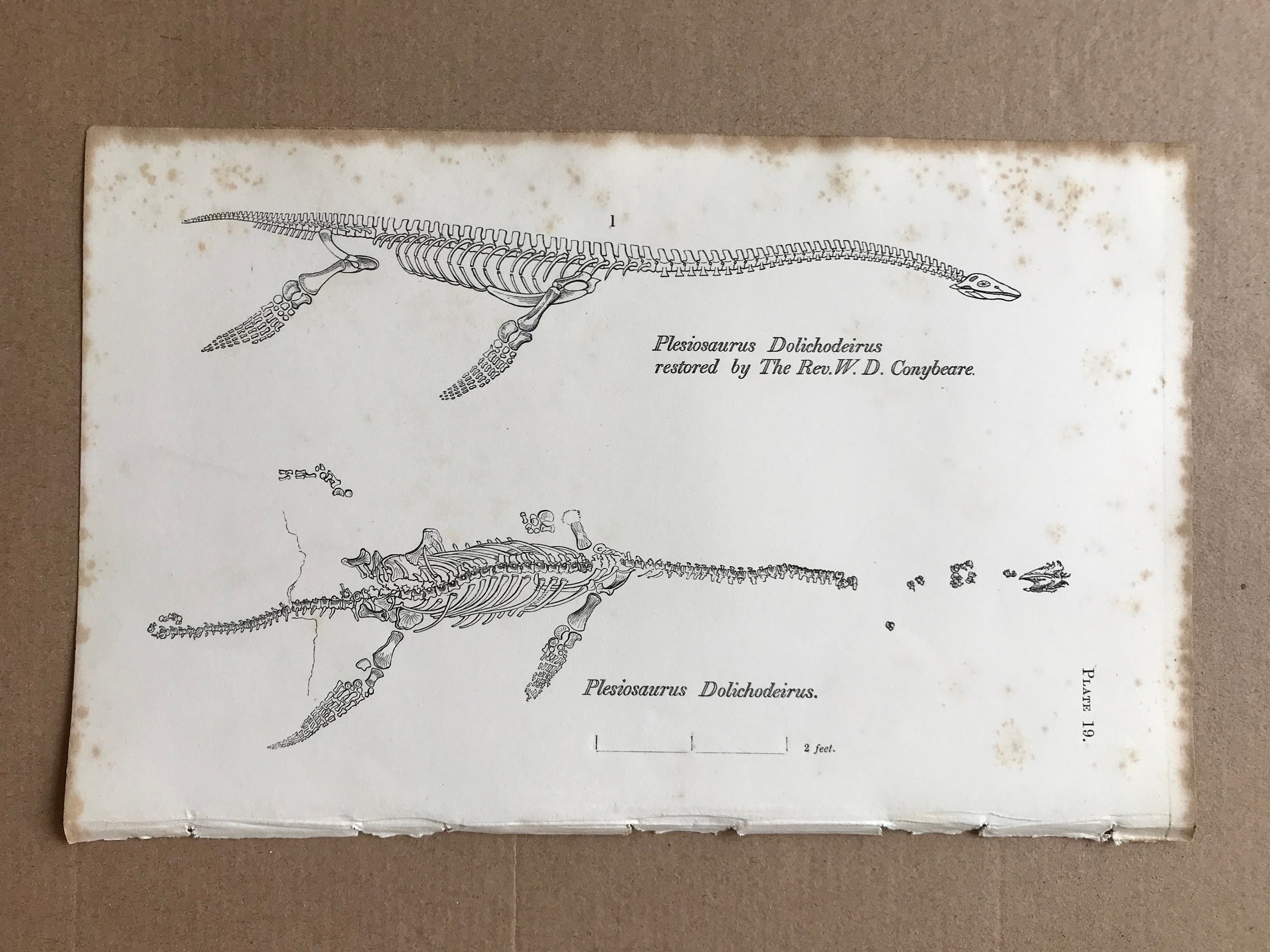 1858 Plesiosaurus Dolichodeirus Original Antique Engraving - Palaeontology