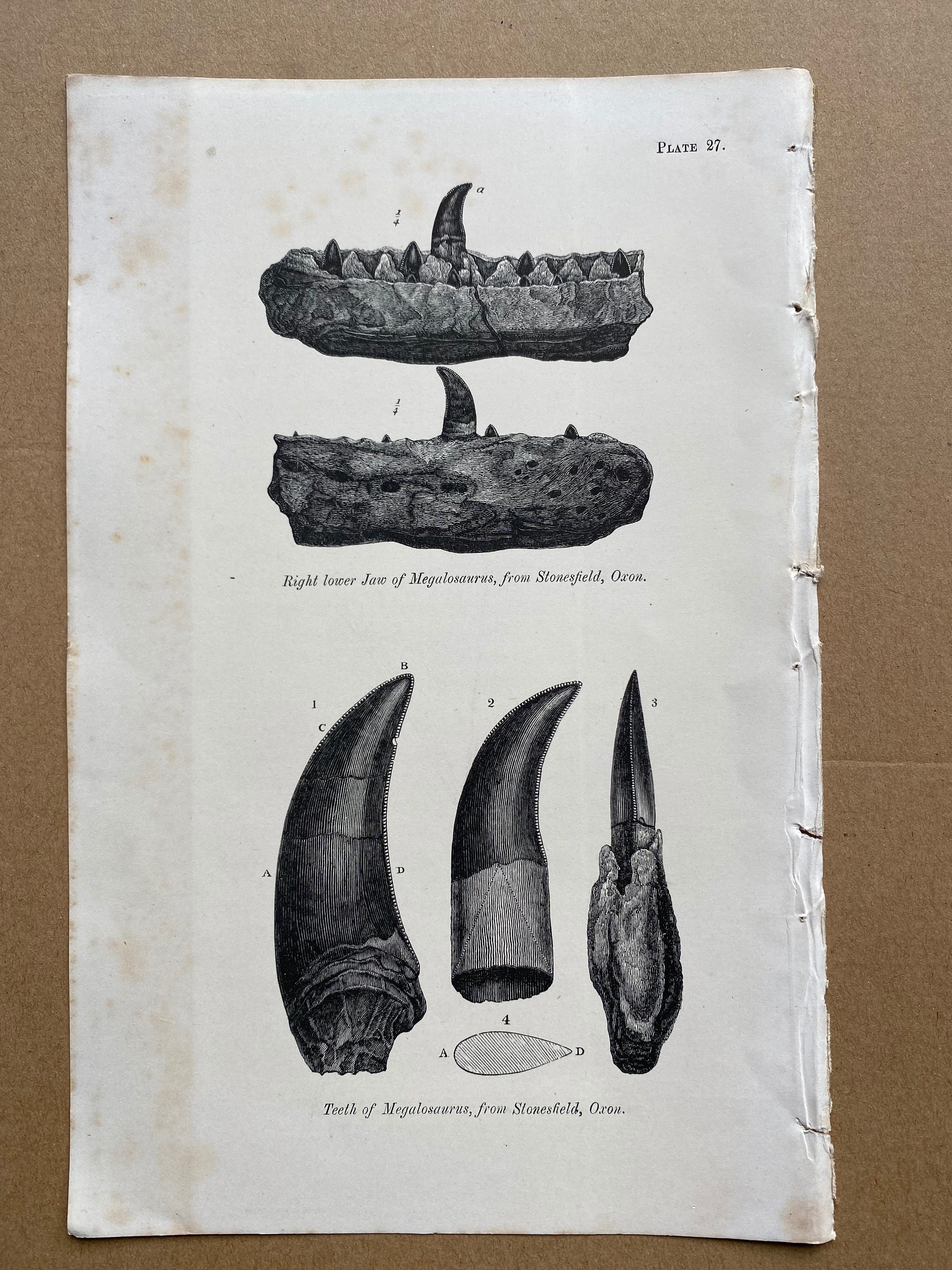 1858 Jaw and Teeth of Megalosaurus, from Stonesfield, Oxon Original ...