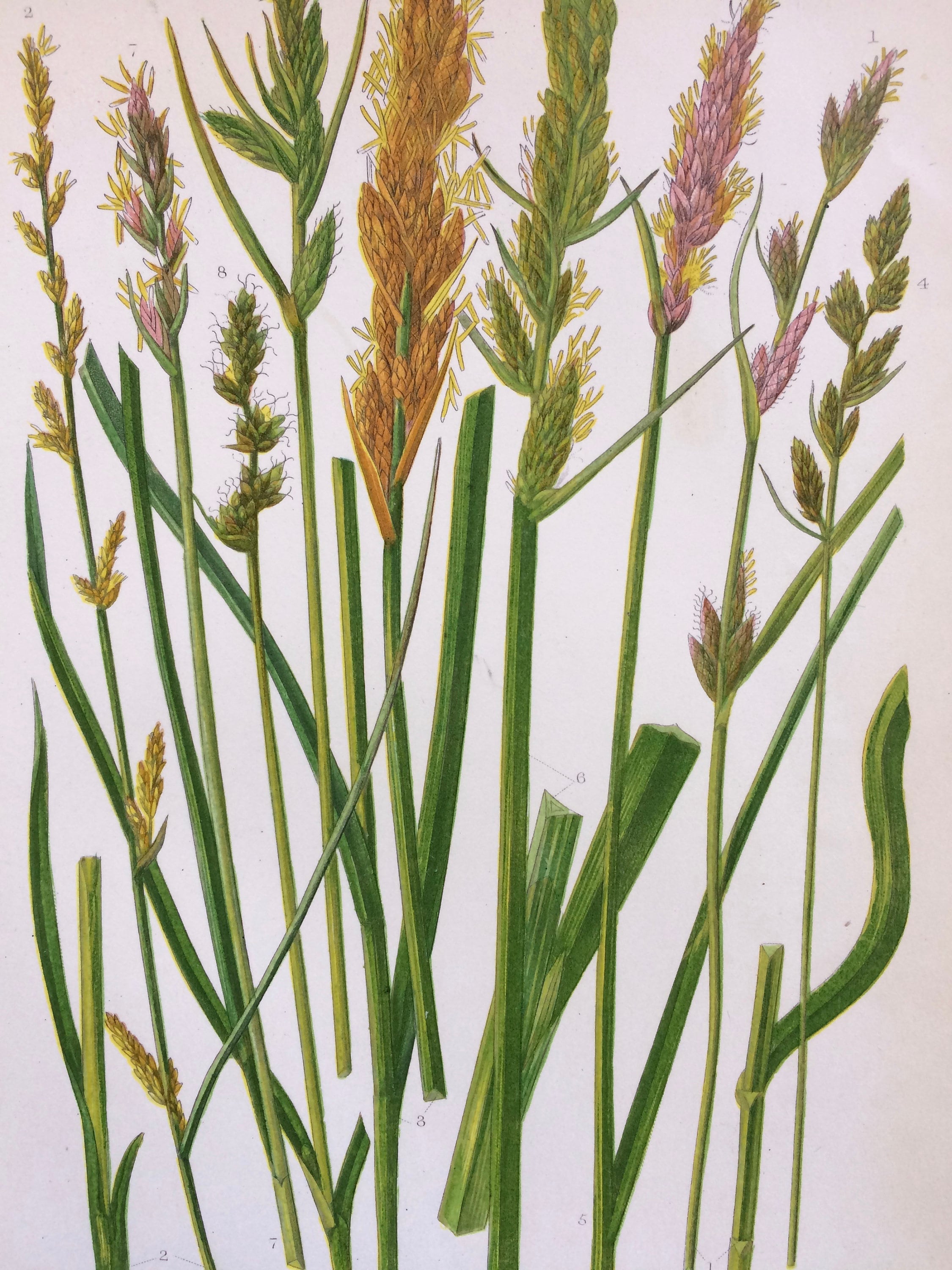 1858 GRASS original antique lithograph - grasses and sedges - Botanical ...